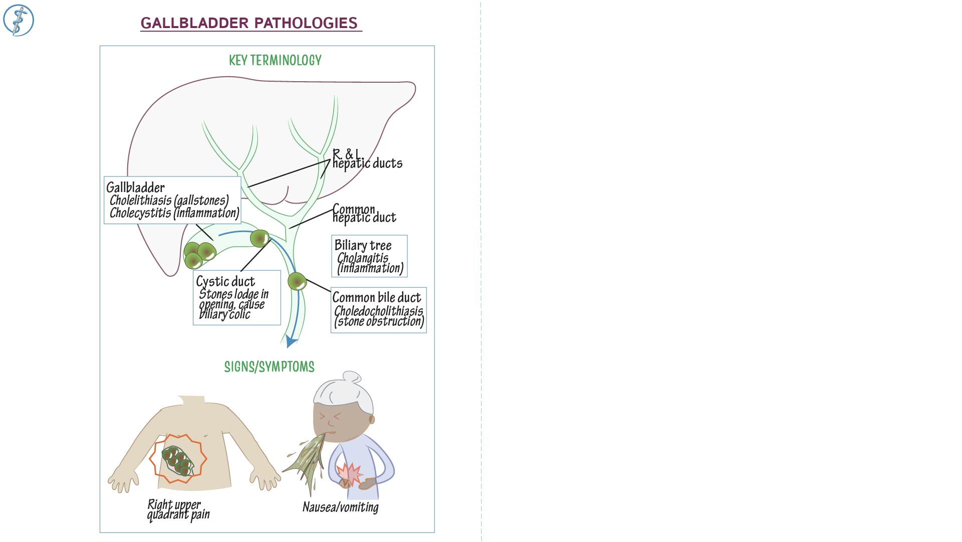 Clinical Pathology: Gallbladder Pathologies - Overview | ditki medical ...