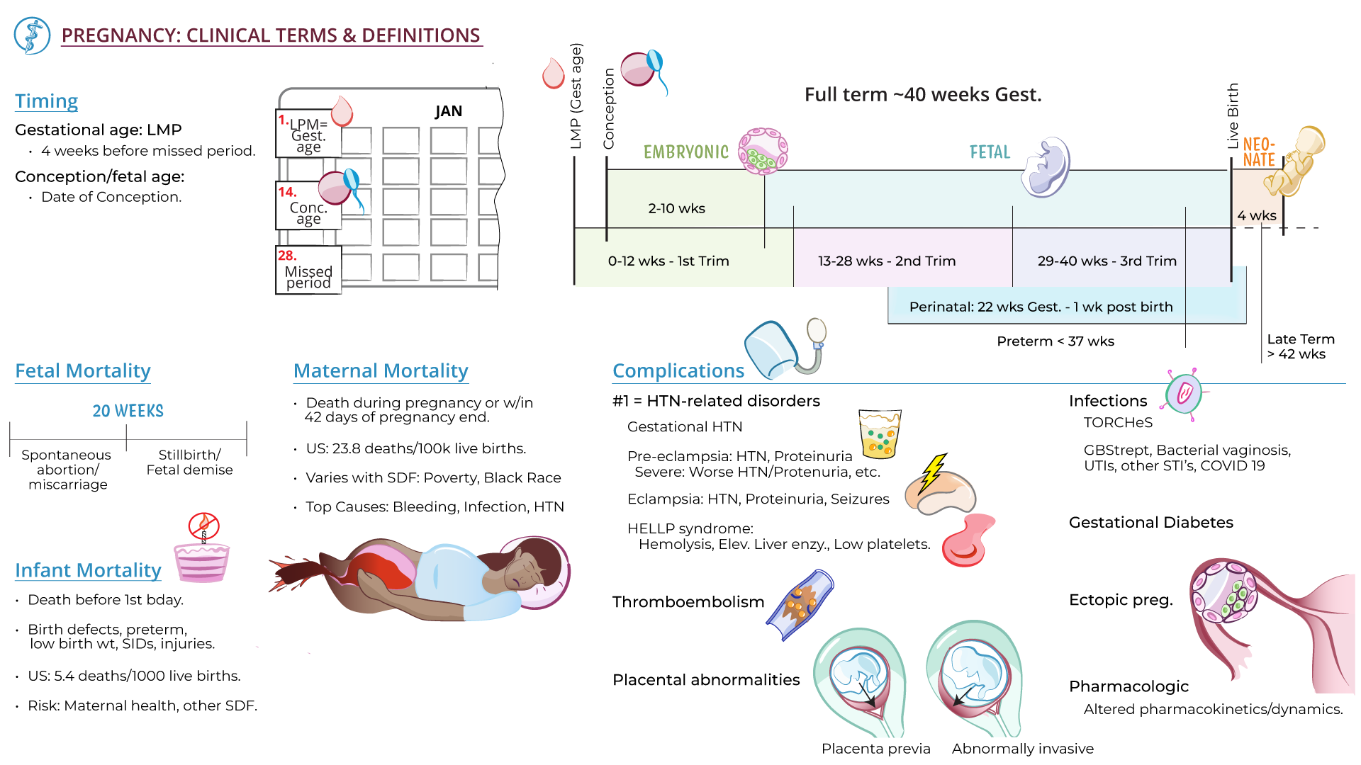 Physiology: Pregnancy: Terms and Clinical Considerations | ditki ...