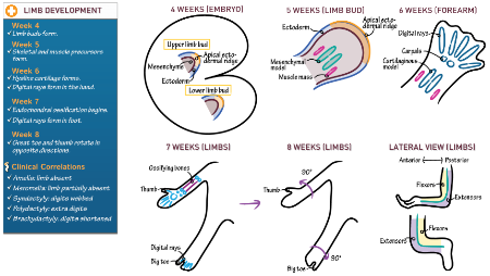 Gross Anatomy: Limb Development | ditki medical & biological sciences