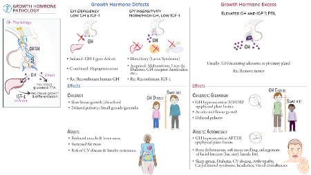 Clinical Pathology: Growth Hormone Pathology | ditki medical & biological sciences