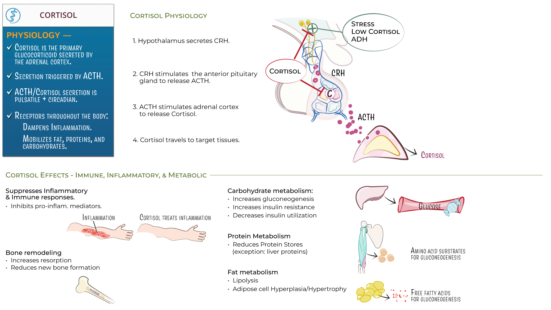 Physiology: Cortisol Physiology | ditki medical & biological sciences