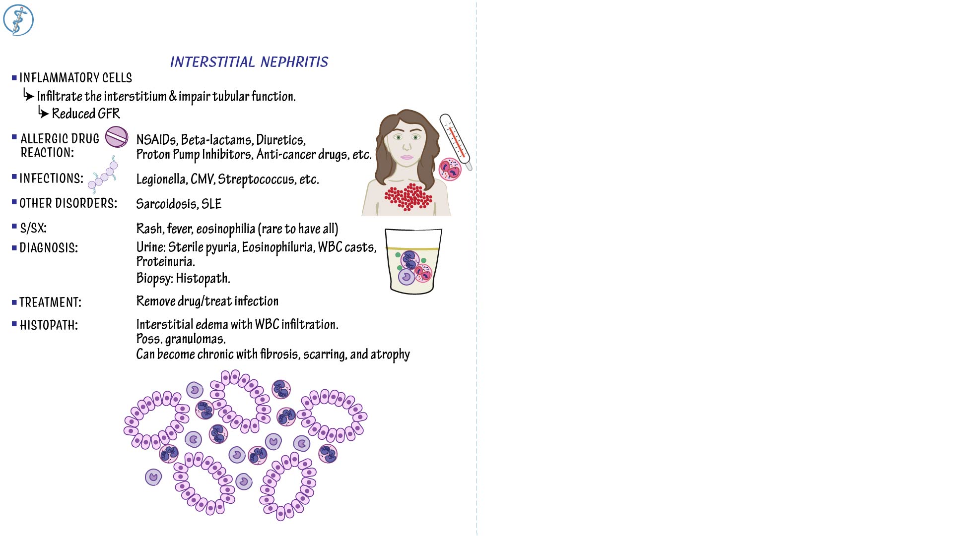 Clinical Pathology: Interstitial Nephritis | ditki medical & biological ...