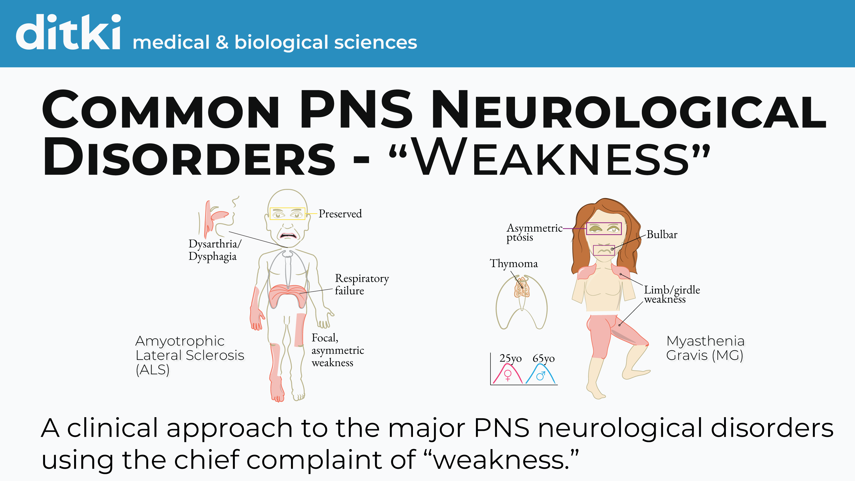 Neurological System: Common PNS Neurology Disorders: "Weakness" | ditki medical & biological ...