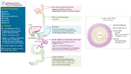 Anatomy & Physiology: Introduction to Gastrointestinal Physiology ...