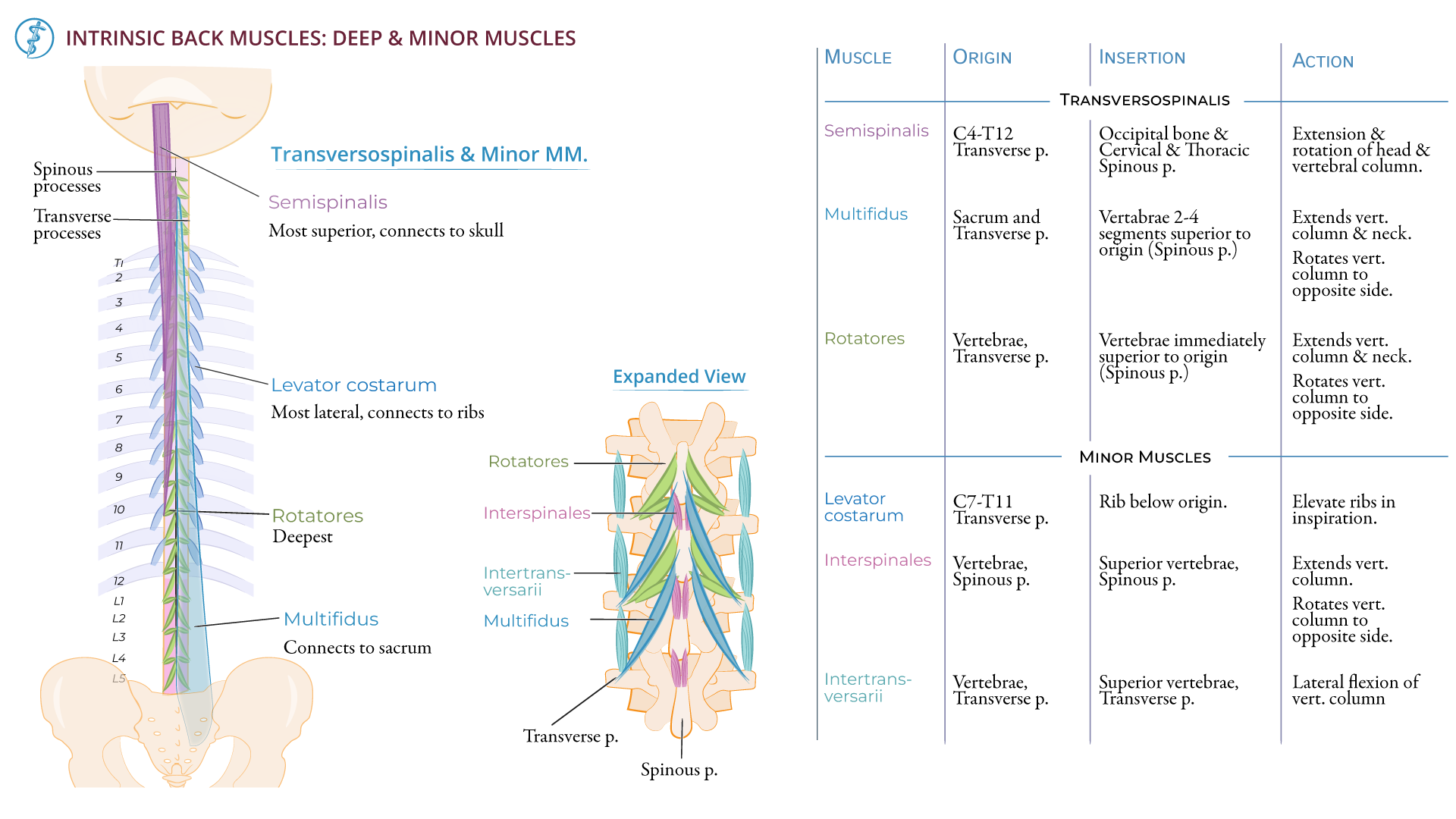 Gross Anatomy: Intrinsic Back Muscles: Deep and Minor Layers | ditki ...