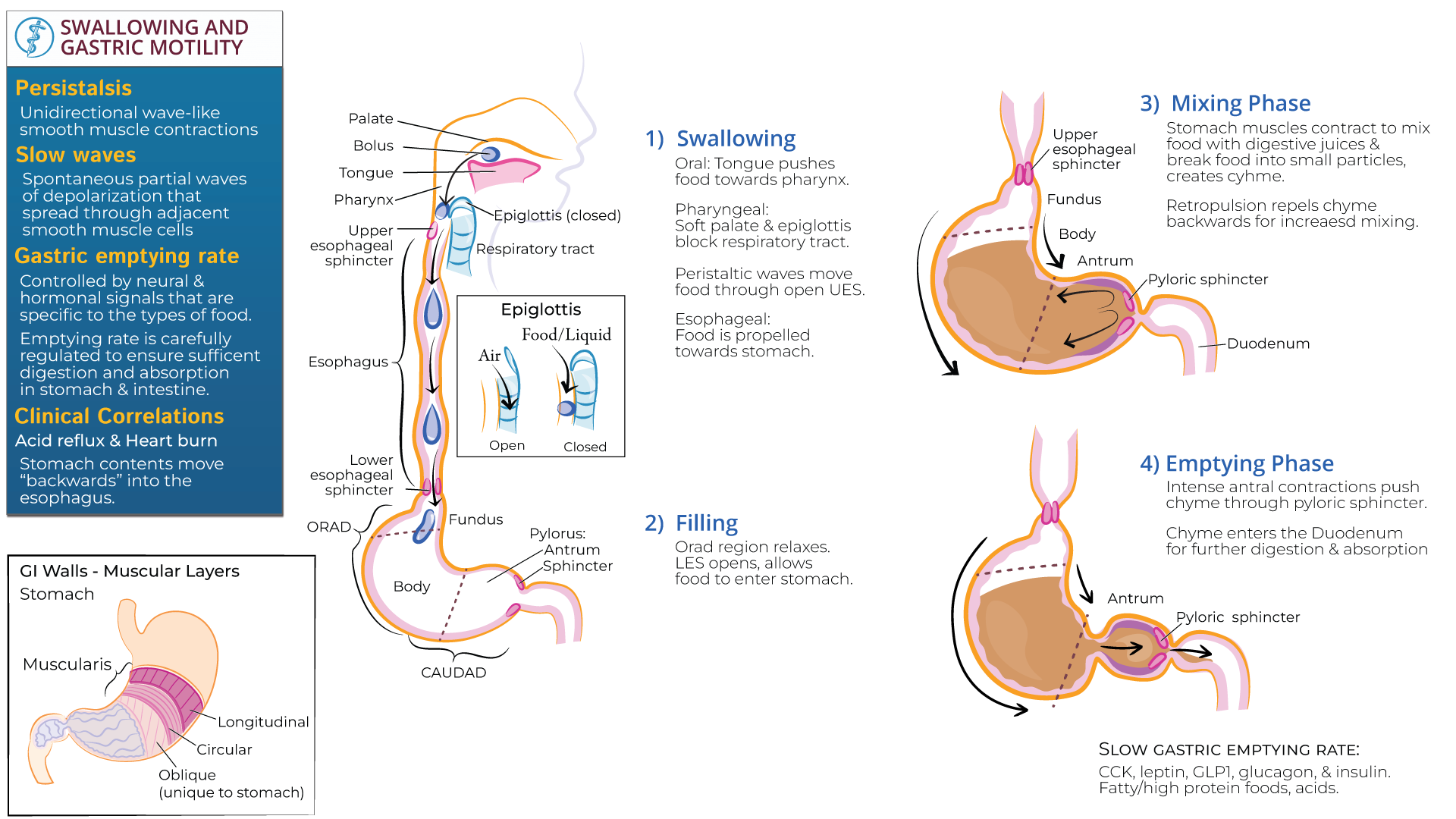 Physiology: Swallowing & Gastric Motility | ditki medical & biological ...
