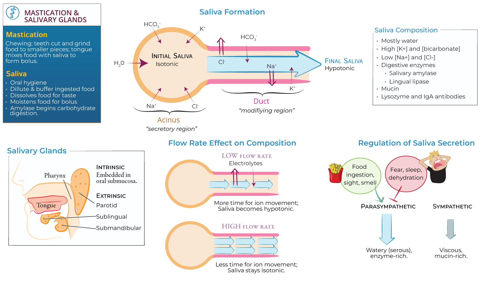 Physiology: Digestion in the Mouth - Mastication & Saliva | ditki ...