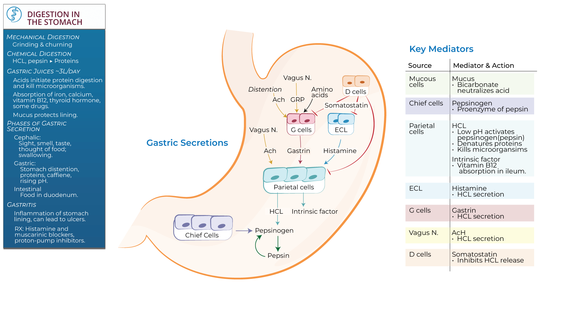 Physiology: Digestion in the Stomach | ditki medical & biological sciences