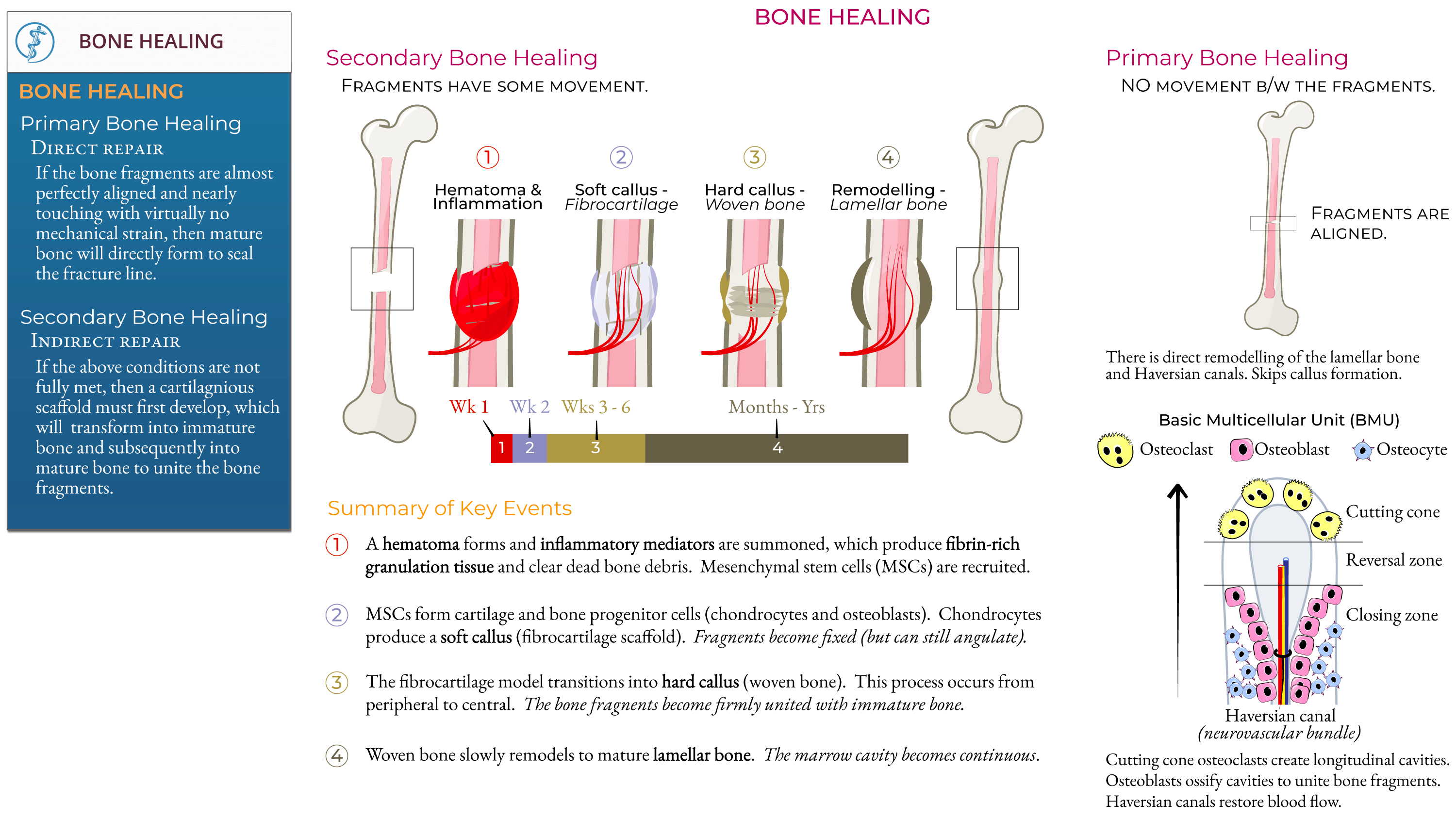 Clinical Pathology: Bone Healing | ditki medical & biological sciences
