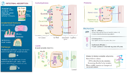 Physiology: Intestinal Absorption | ditki medical & biological sciences