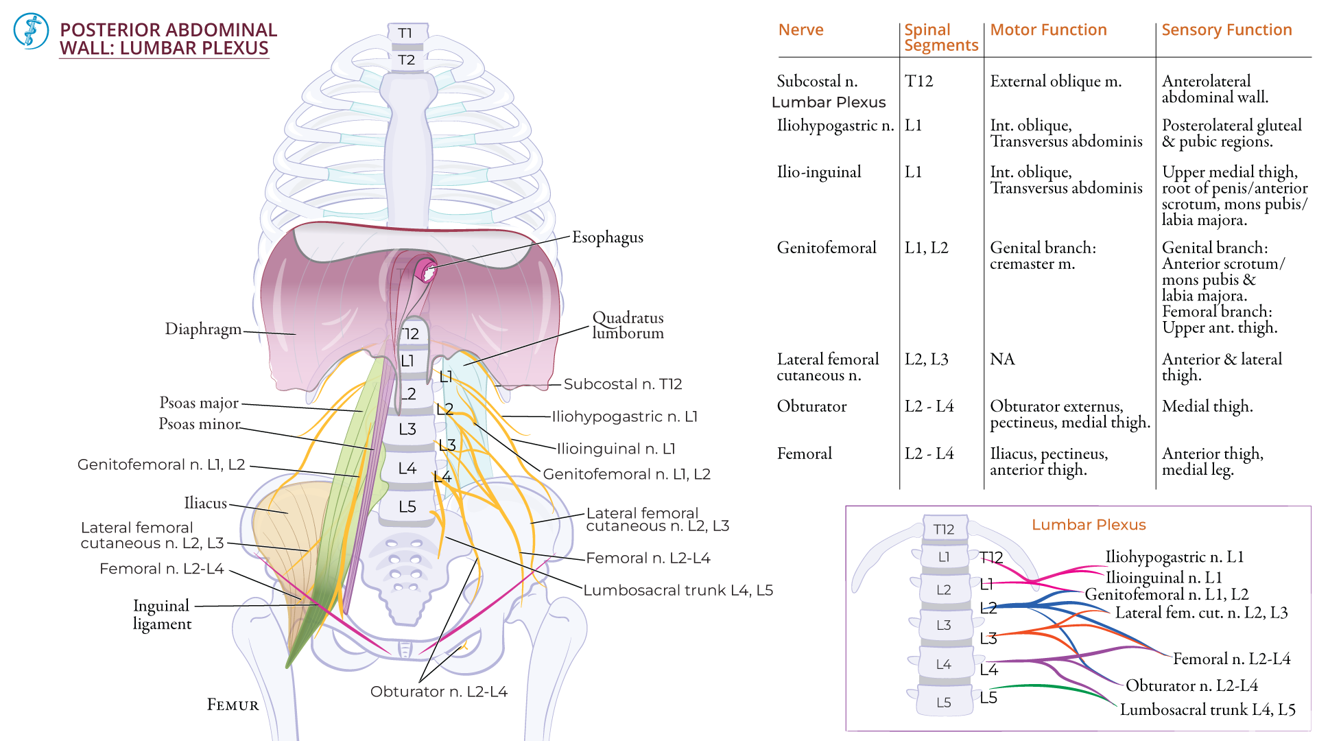 Gross Anatomy: Lumbar Plexus - Posterior Abdominal Wall | ditki medical ...