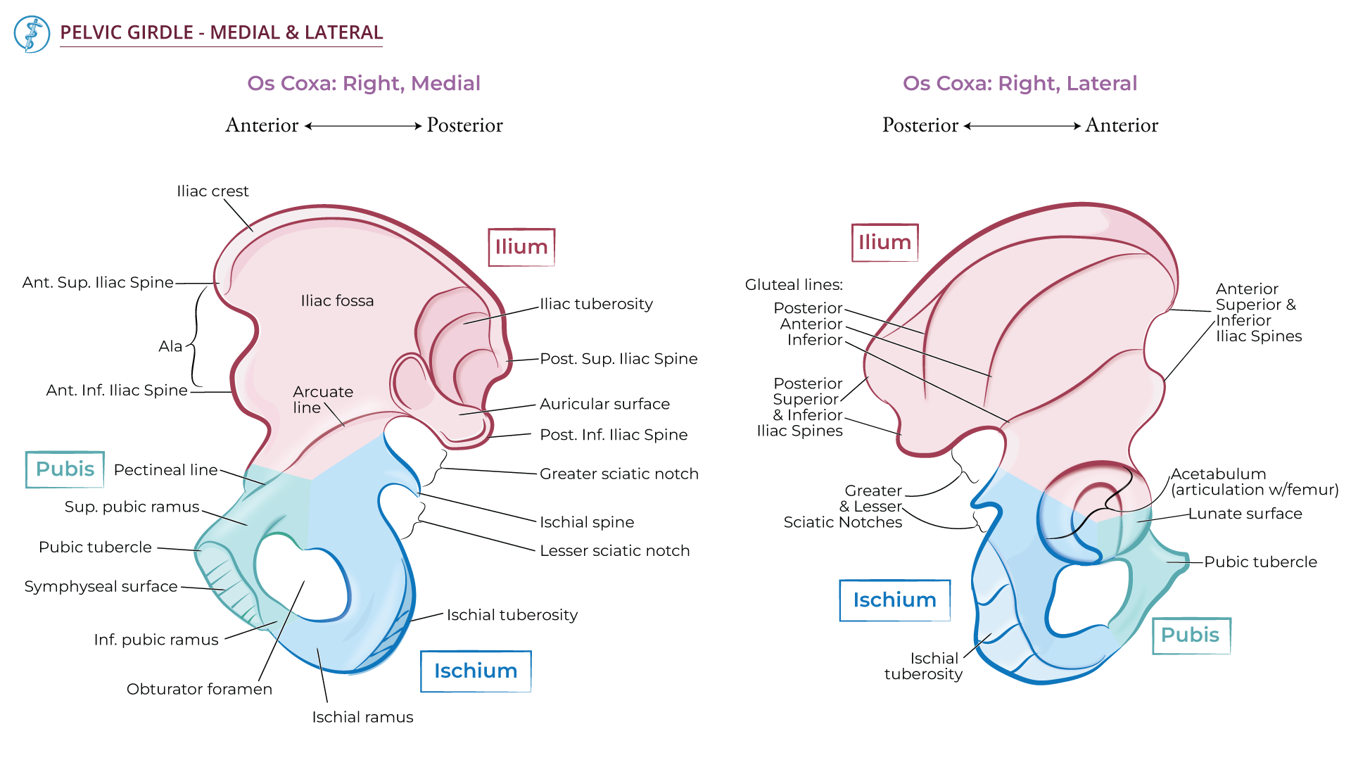 Gross Anatomy: Pelvis - Medial & Lateral Views | ditki medical ...