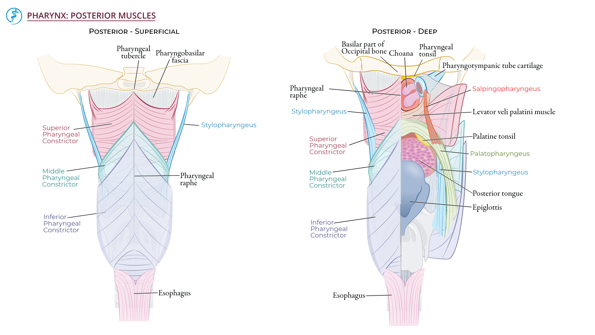 Gross Anatomy: Pharynx Muscles - Posterior View | ditki medical ...
