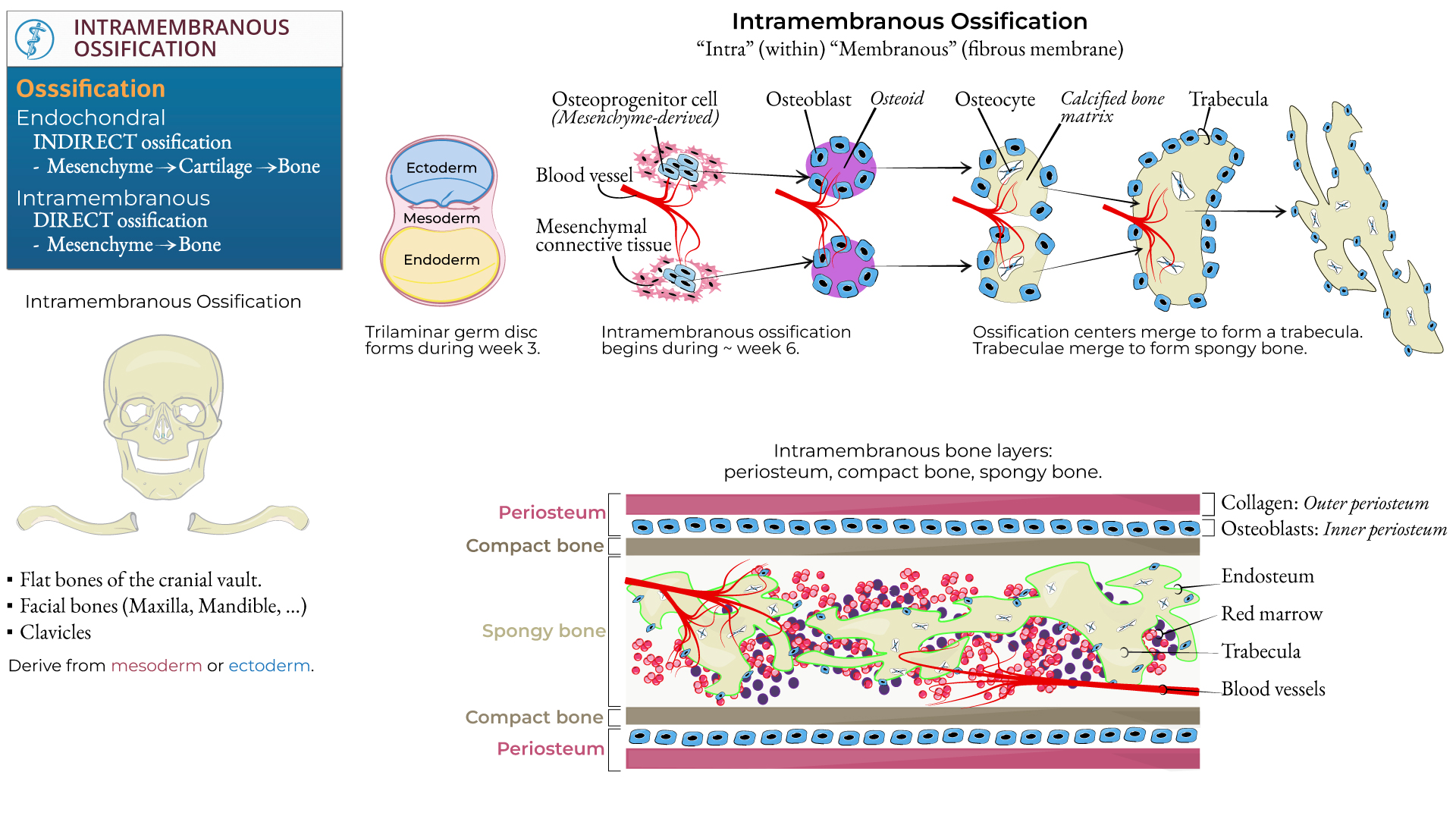 Embryology: Intramembranous Ossification | ditki medical & biological ...