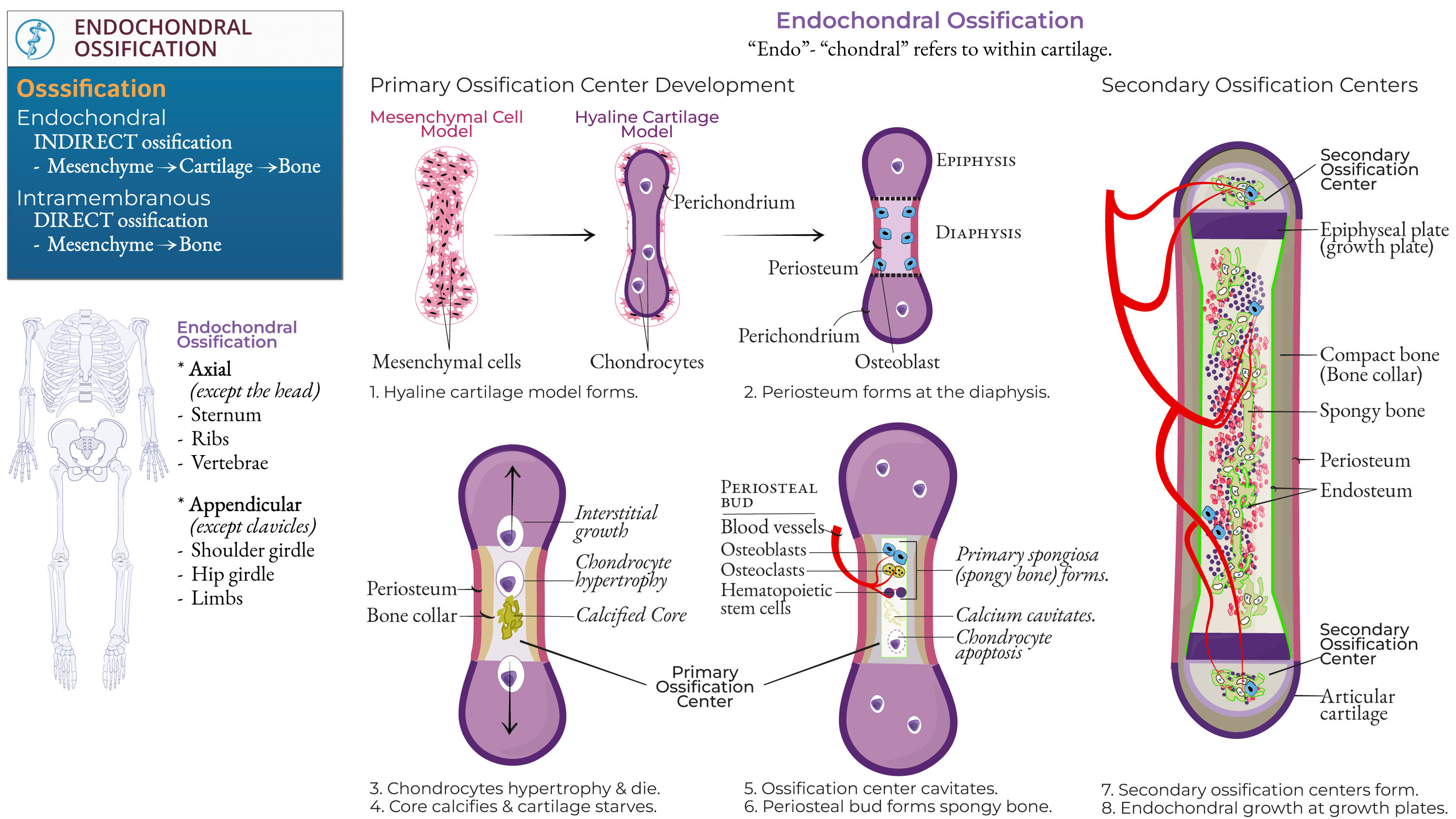 Embryology: Endochondral Ossification | ditki medical & biological sciences