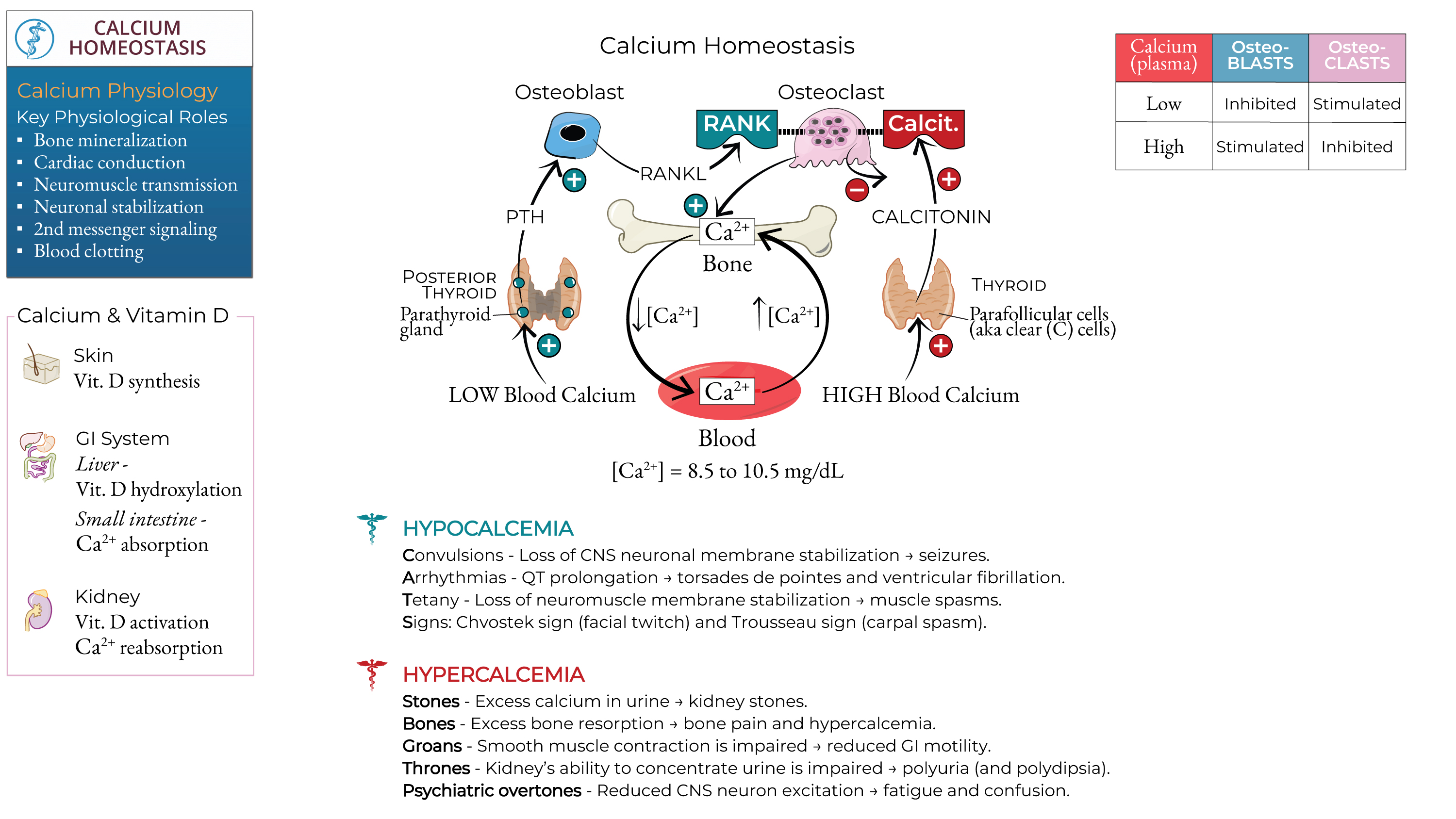 Physiology: Calcium Homeostasis | ditki medical & biological sciences