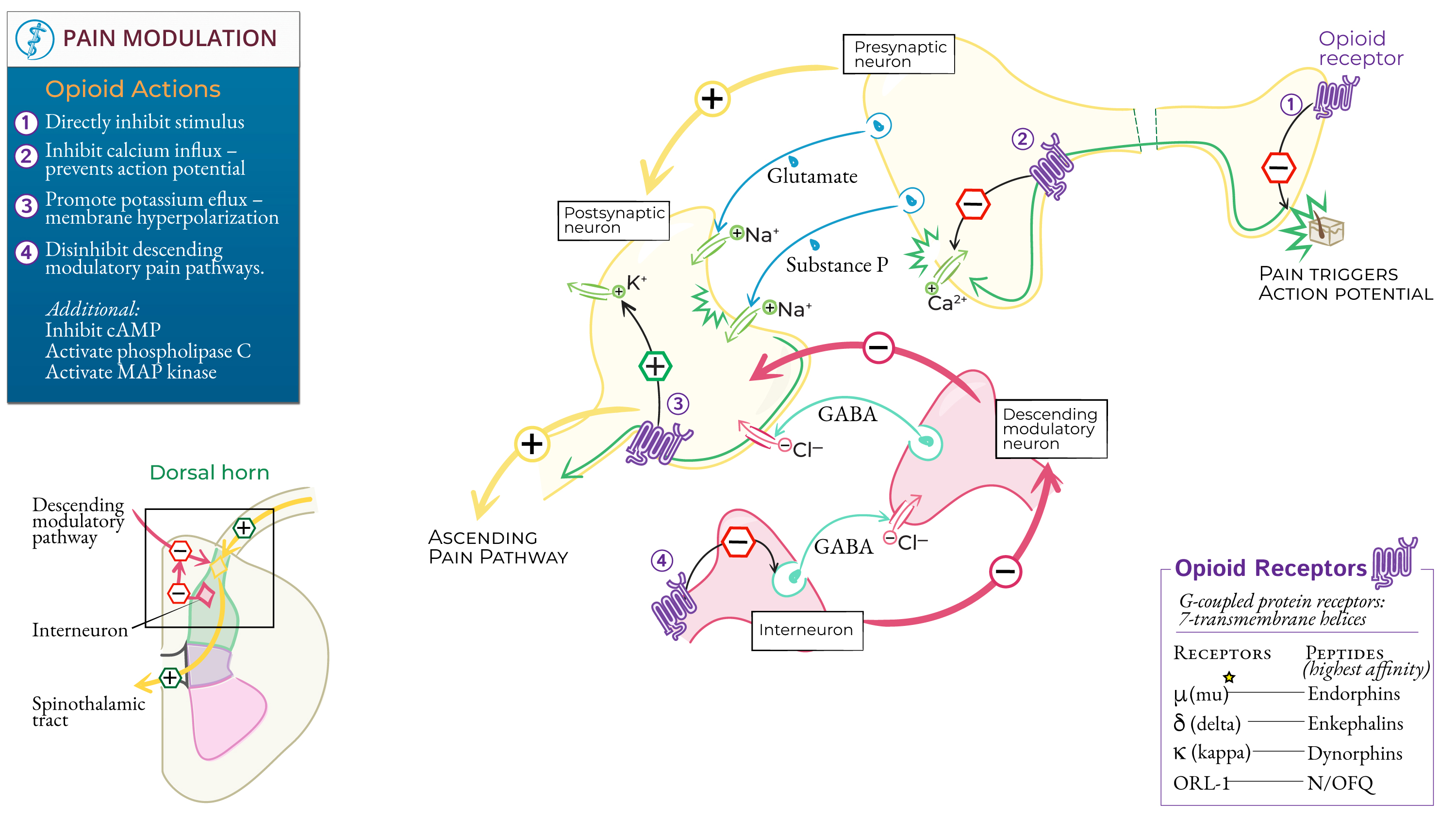 Neuroanatomy: Pain Modulation (Opioid System) | ditki medical ...