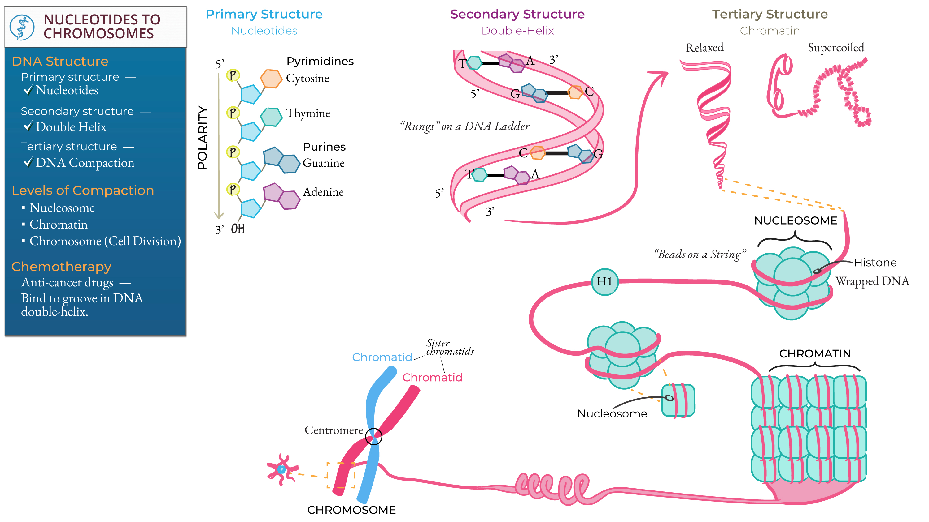 Anatomy & Physiology Fundamentals for Nursing: Nucleotides to ...