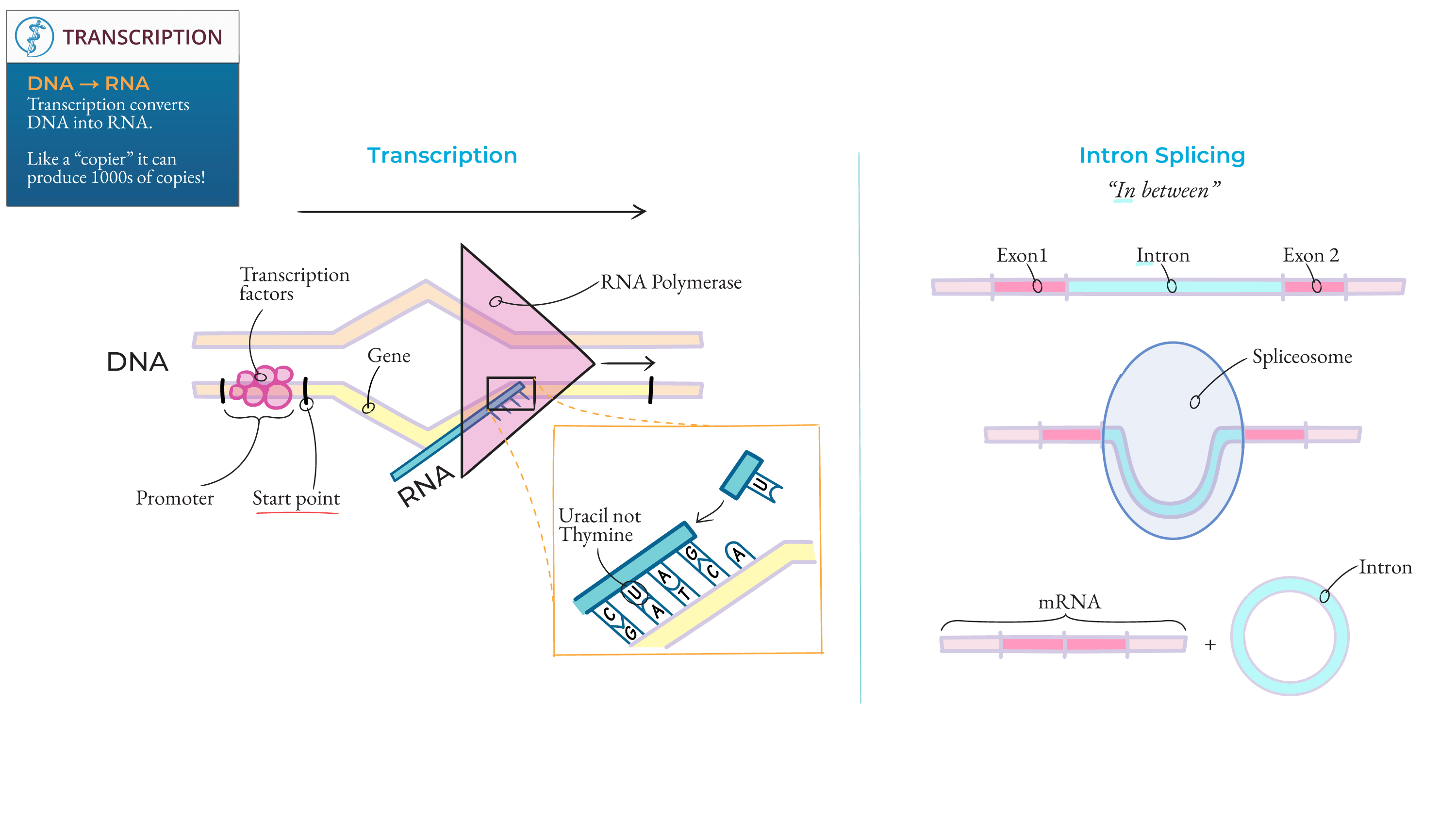 Anatomy & Physiology for Nursing: Transcription Diagram | ditki medical ...