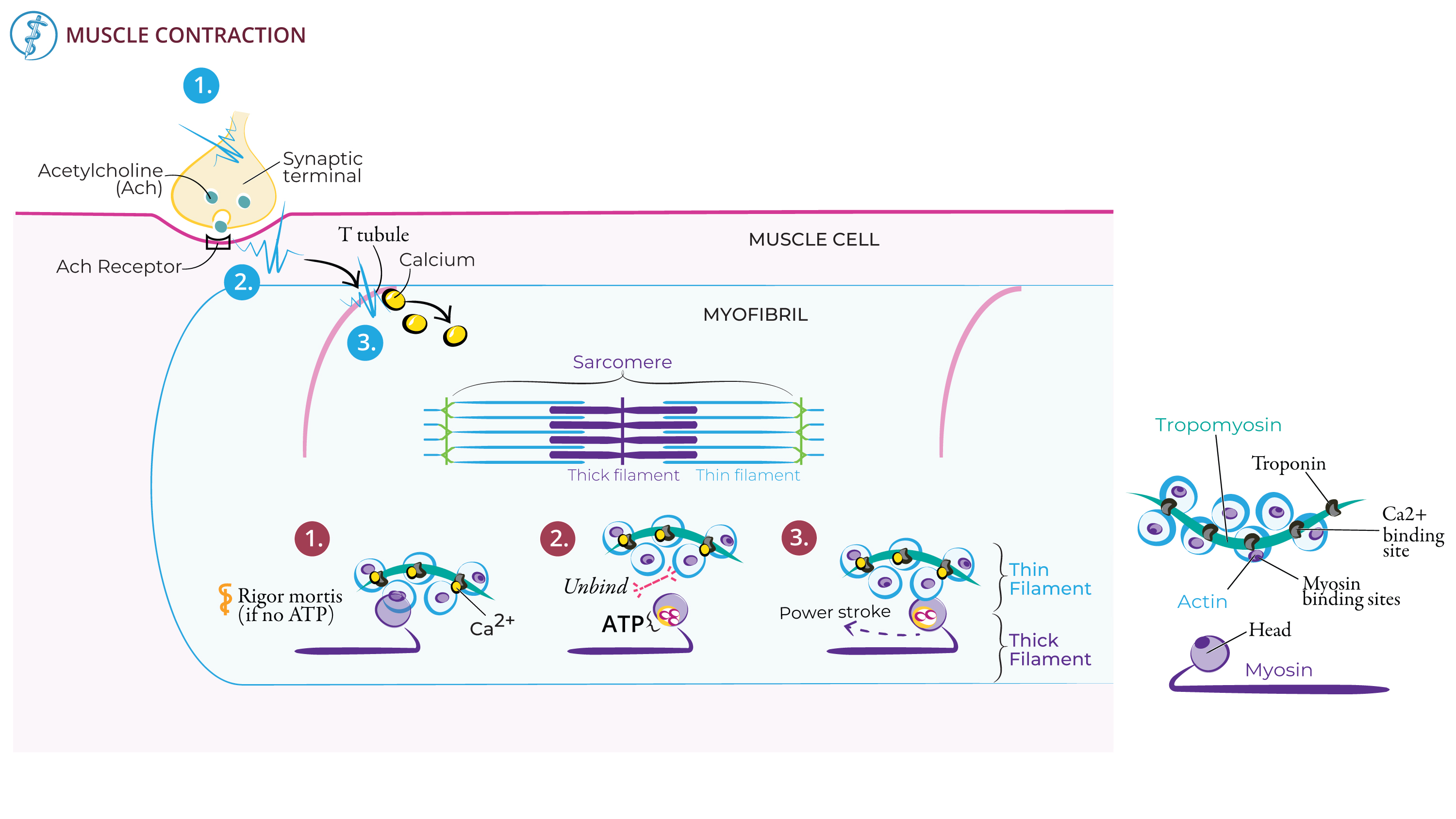 Anatomy & Physiology Fundamentals for Nursing: Muscle Contraction ...