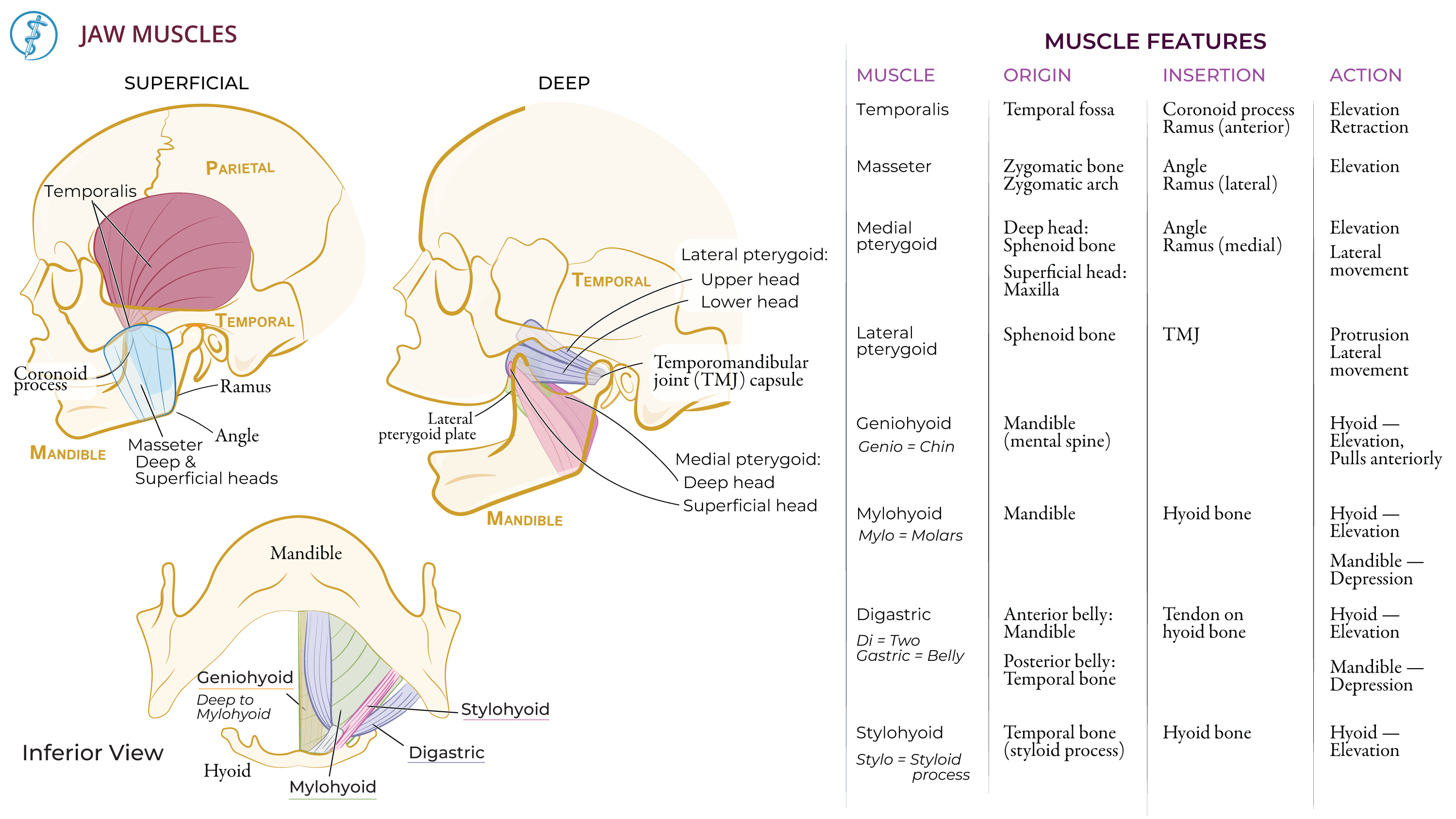 Anatomy & Physiology Fundamentals for Nursing: Jaw Muscles Essentials ...