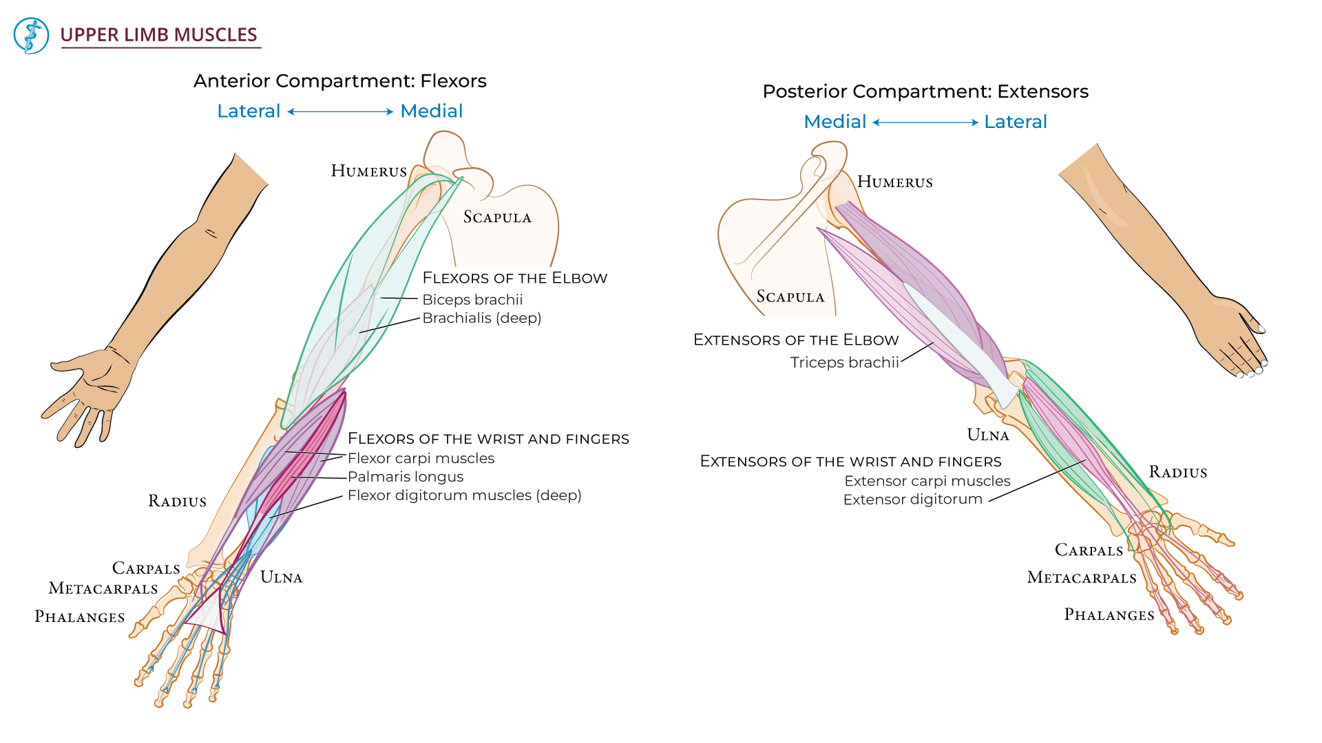 Anatomy & Physiology Fundamentals for Nursing: Upper Limb Muscles ...