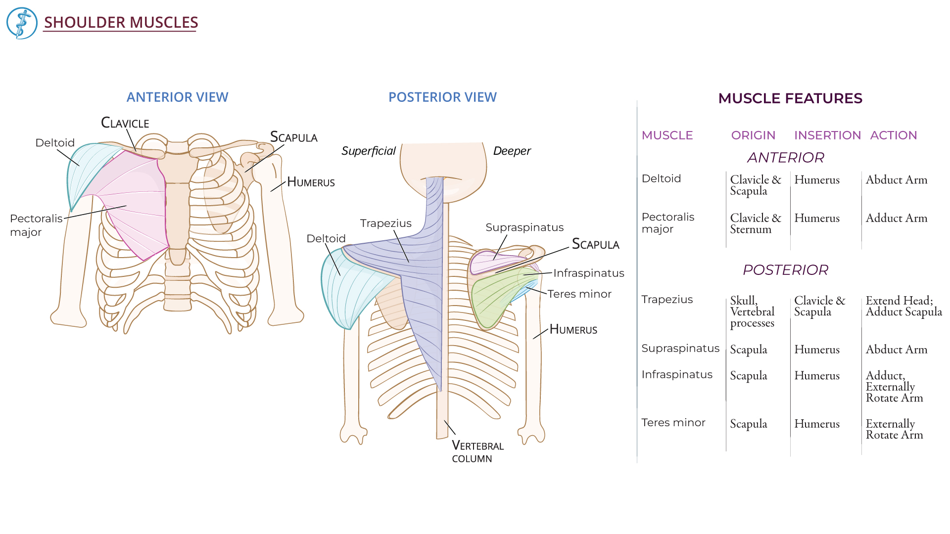 Anatomy & Physiology Fundamentals for Nursing: Shoulder Muscles ...