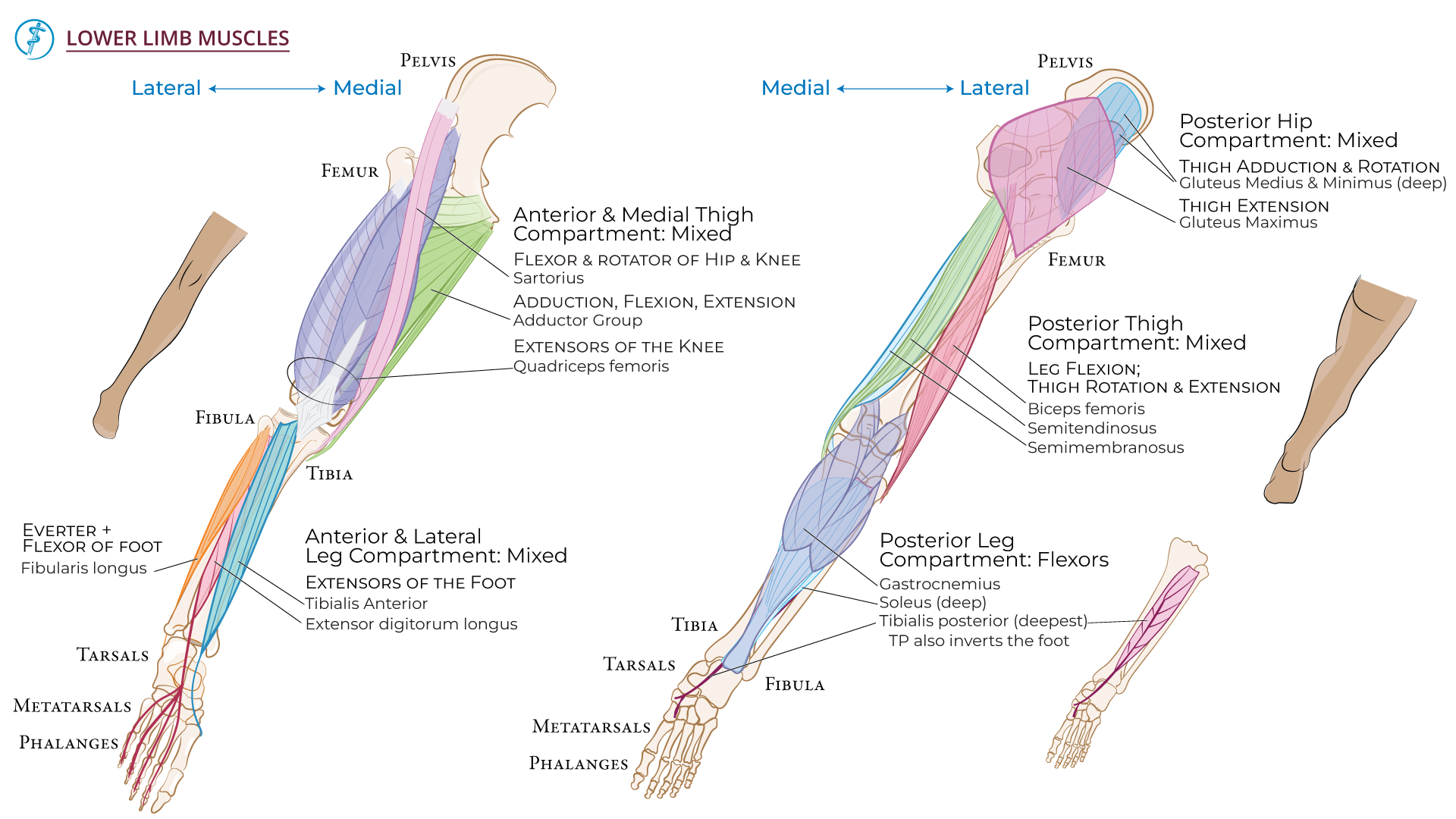 Medical Prematriculation Program: Lower Limb Muscles Essentials | ditki ...