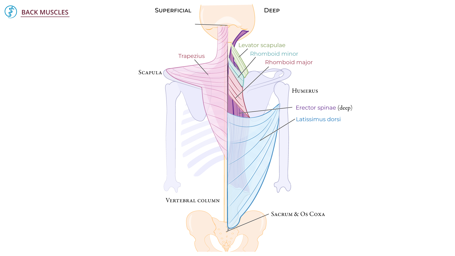 Back Muscles Diagram