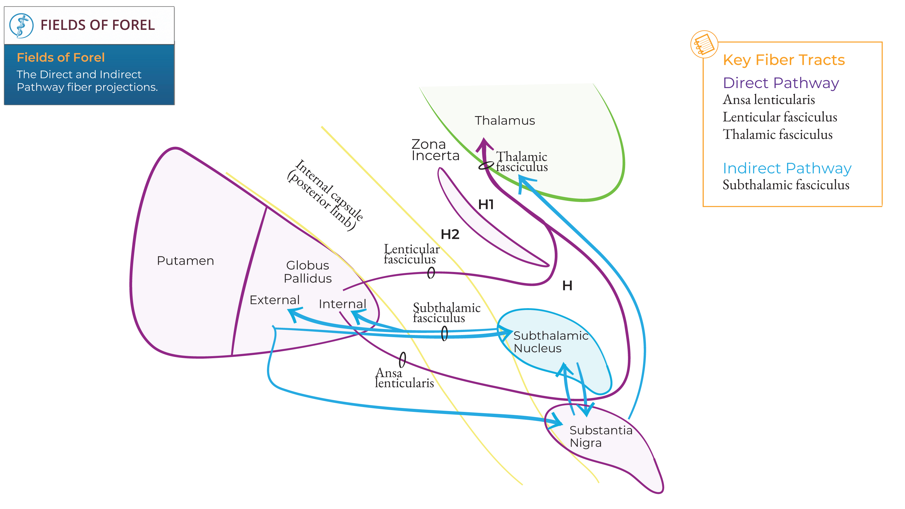 Neuroanatomy: Fields of Forel | ditki medical & biological sciences