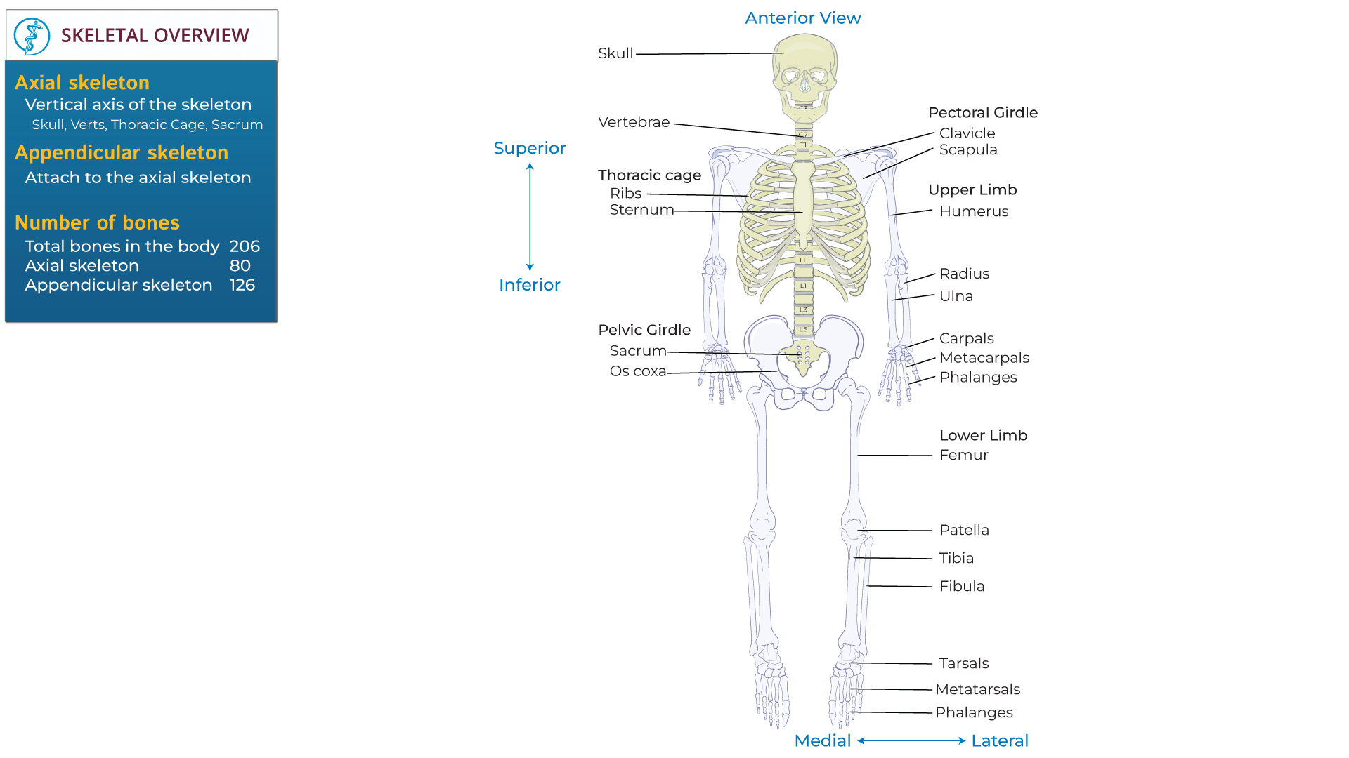 Anatomy & Physiology Fundamentals: Skeletal Overview | ditki medical ...