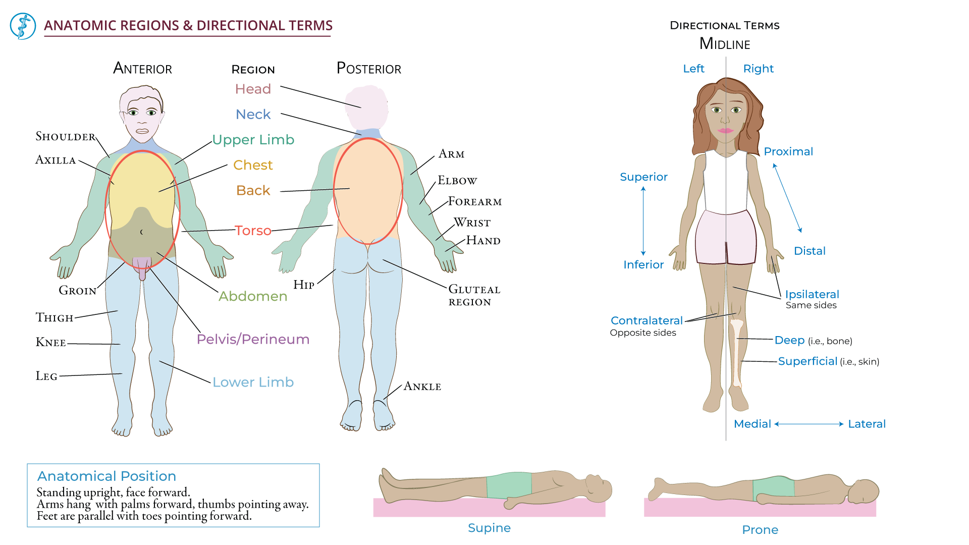Gross Anatomy: Anatomic Regions & Directional Terms | ditki medical ...