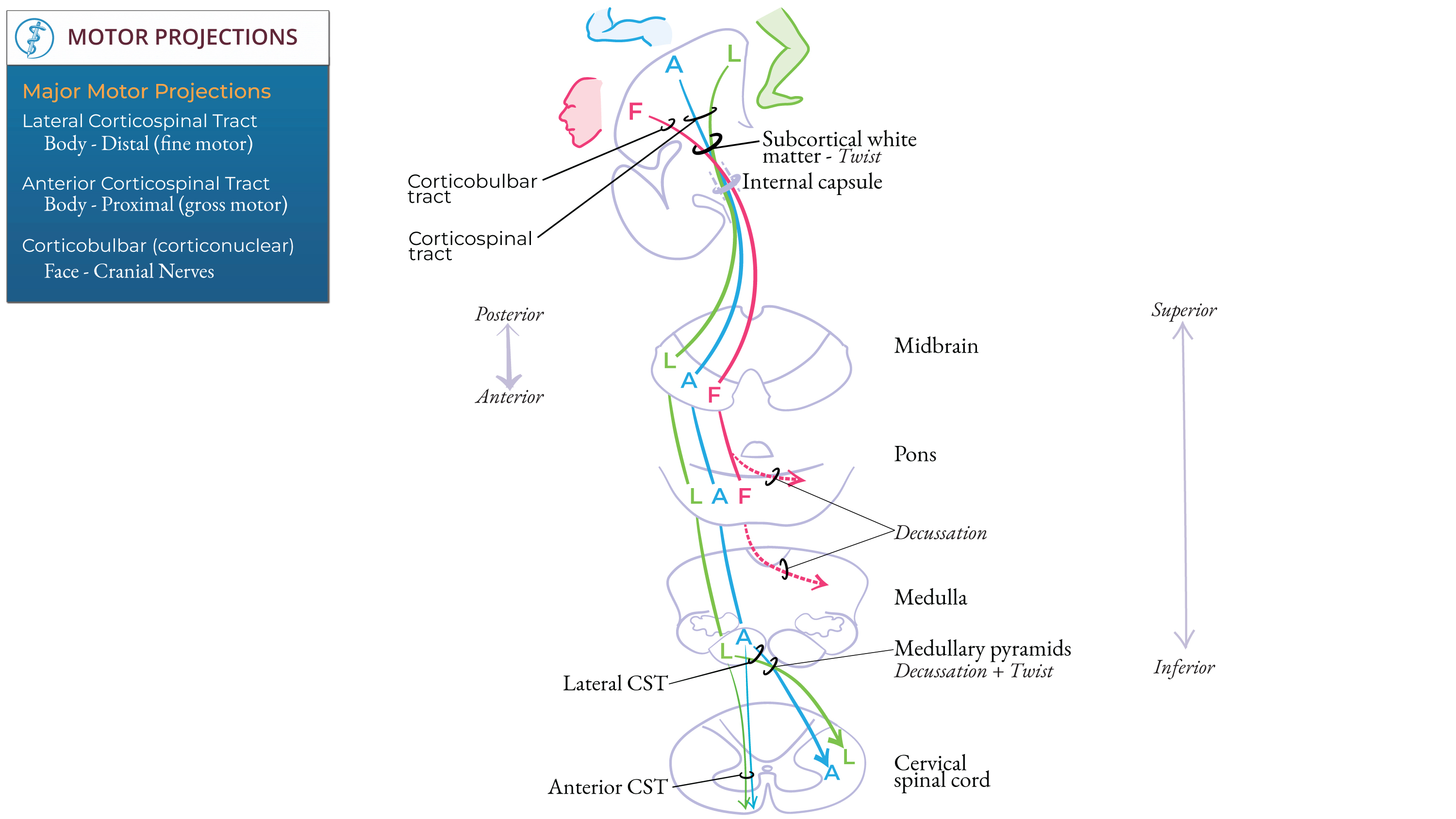 Neuroanatomy: Brainstem Motor Pathways | ditki medical & biological ...