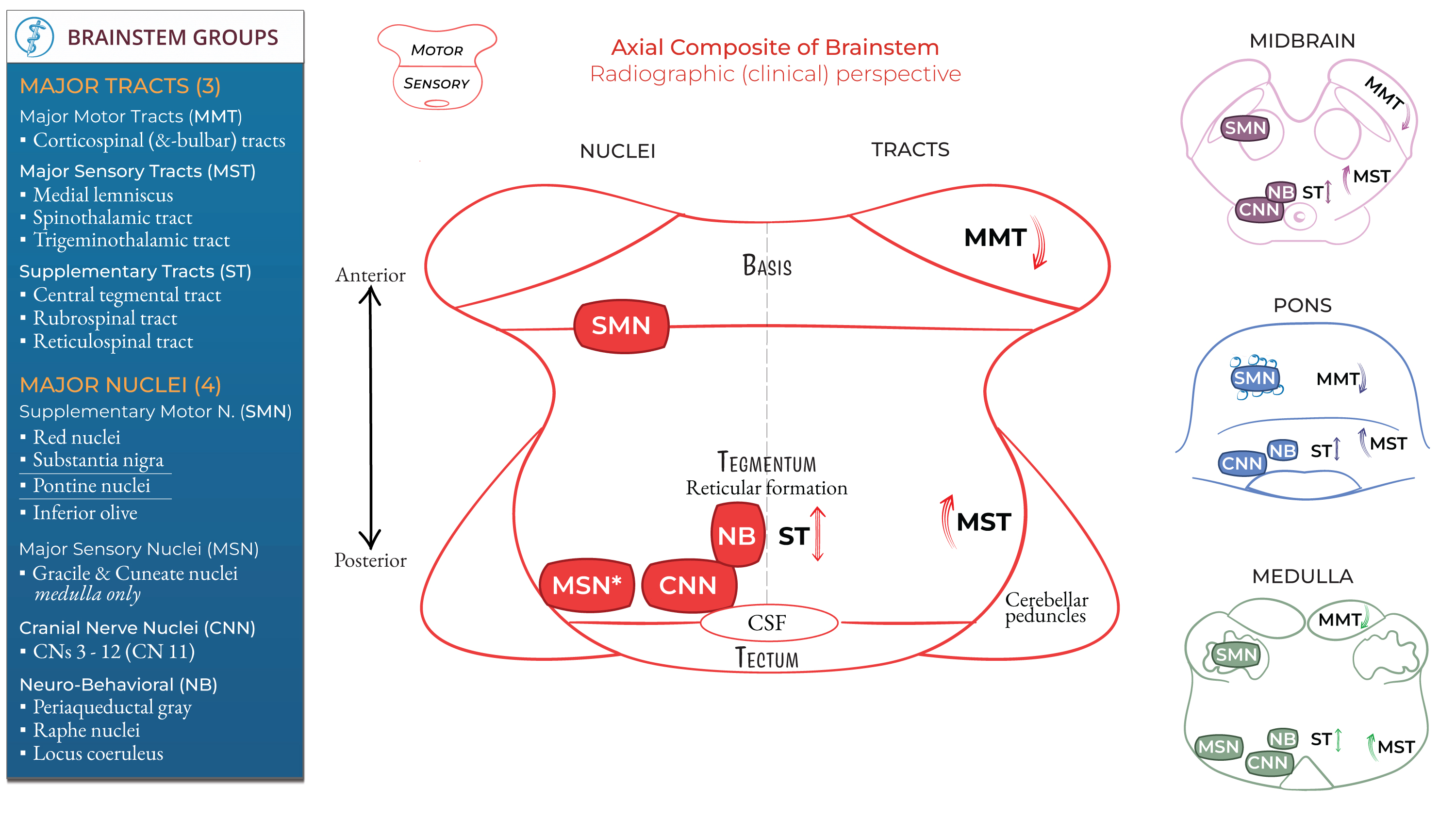 Neuroanatomy: Brainstem Groups & Tracts | ditki medical & biological sciences