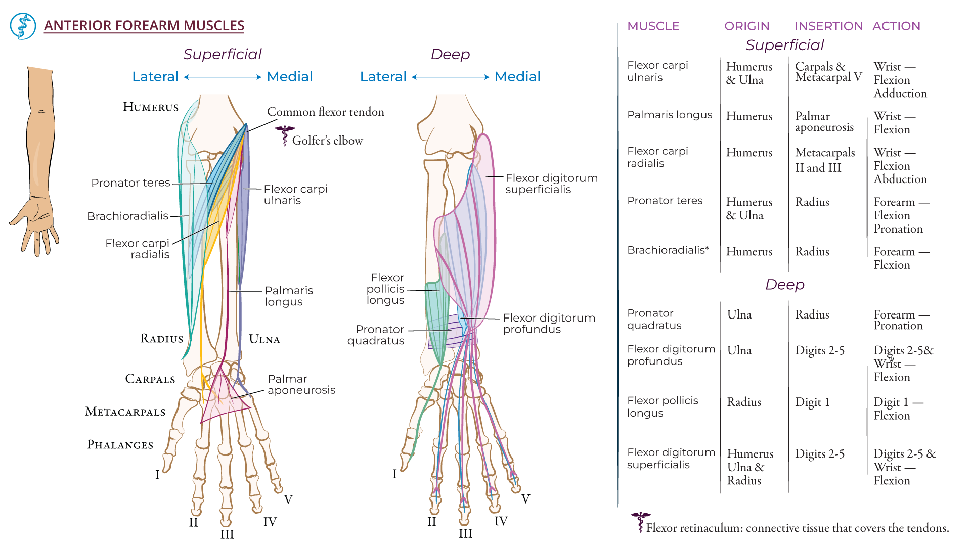 Gross Anatomy: Anterior Forearm Muscles | ditki medical & biological ...