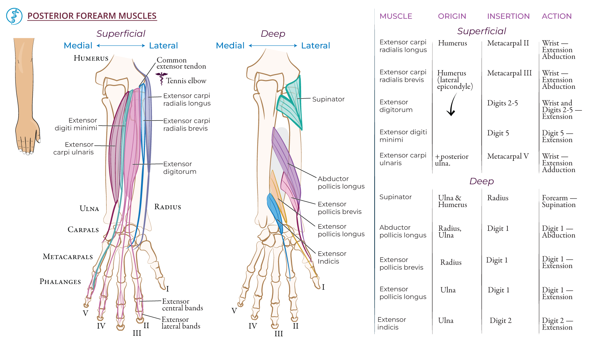 Gross Anatomy: Posterior Forearm Muscles | ditki medical & biological ...