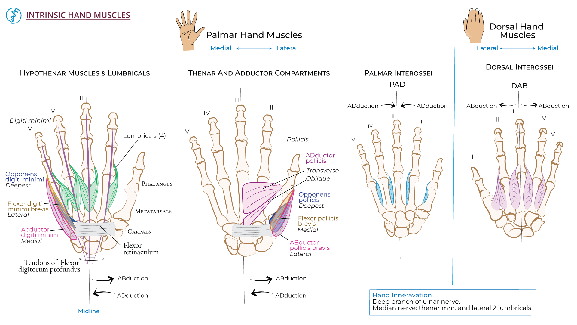 Gross Anatomy: Intrinsic Hand Muscles | ditki medical & biological sciences