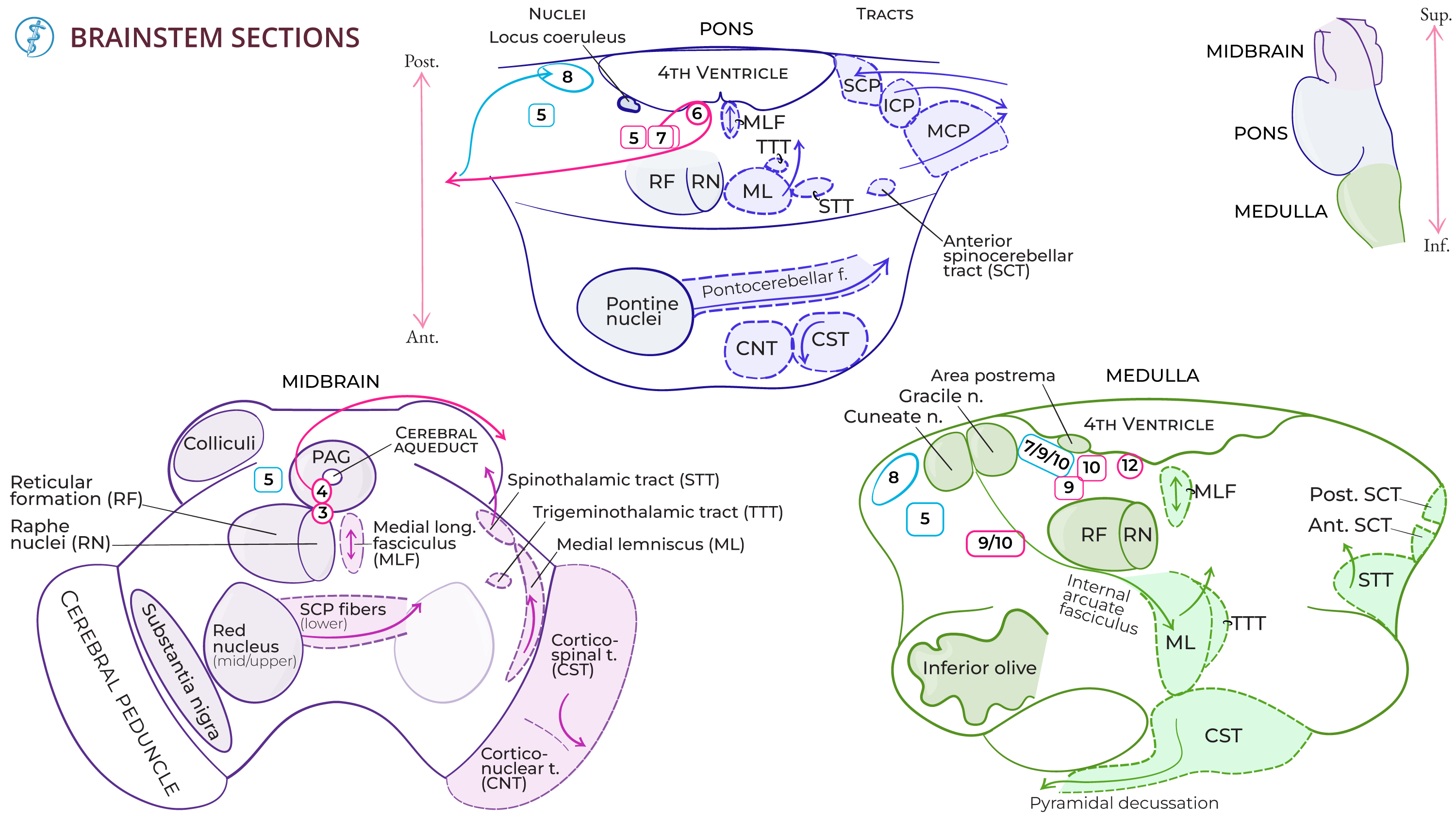 Neuroanatomy: Major Brainstem Nuclei & Tracts | ditki medical & biological sciences