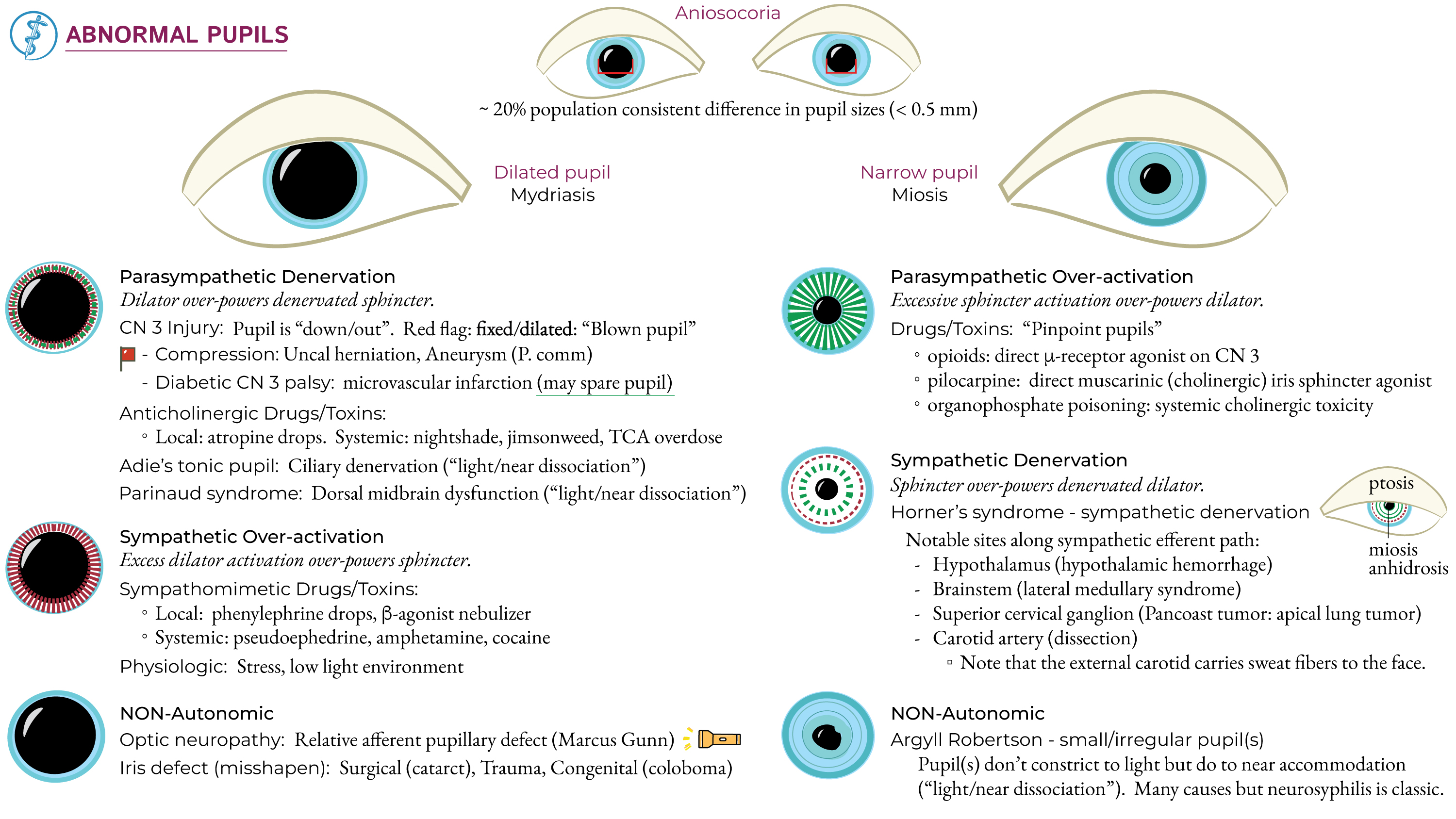 Neuroanatomy: Abnormal Pupils | ditki medical & biological sciences