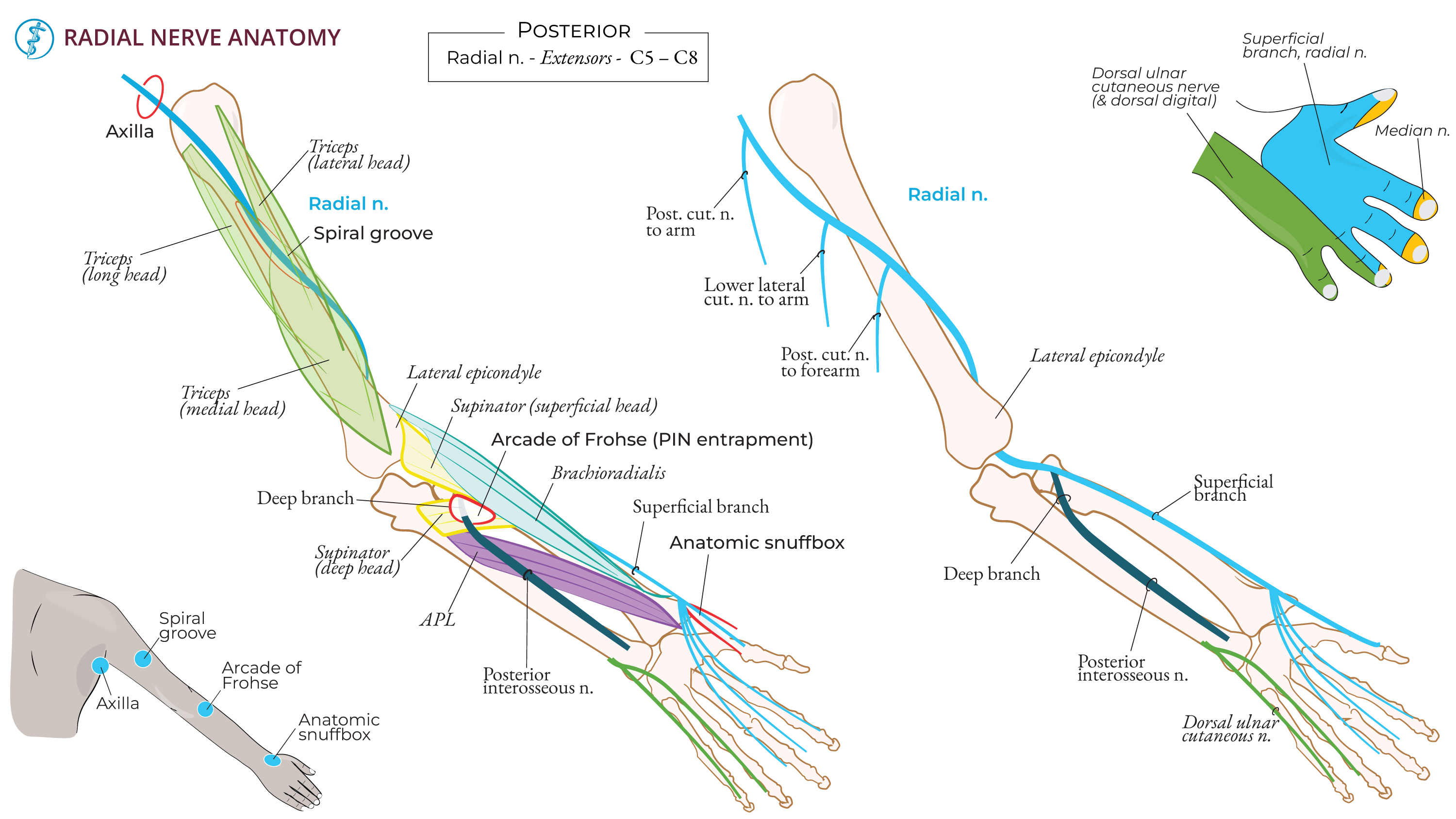 Neuroanatomy: Radial Nerve Anatomy | ditki medical & biological sciences
