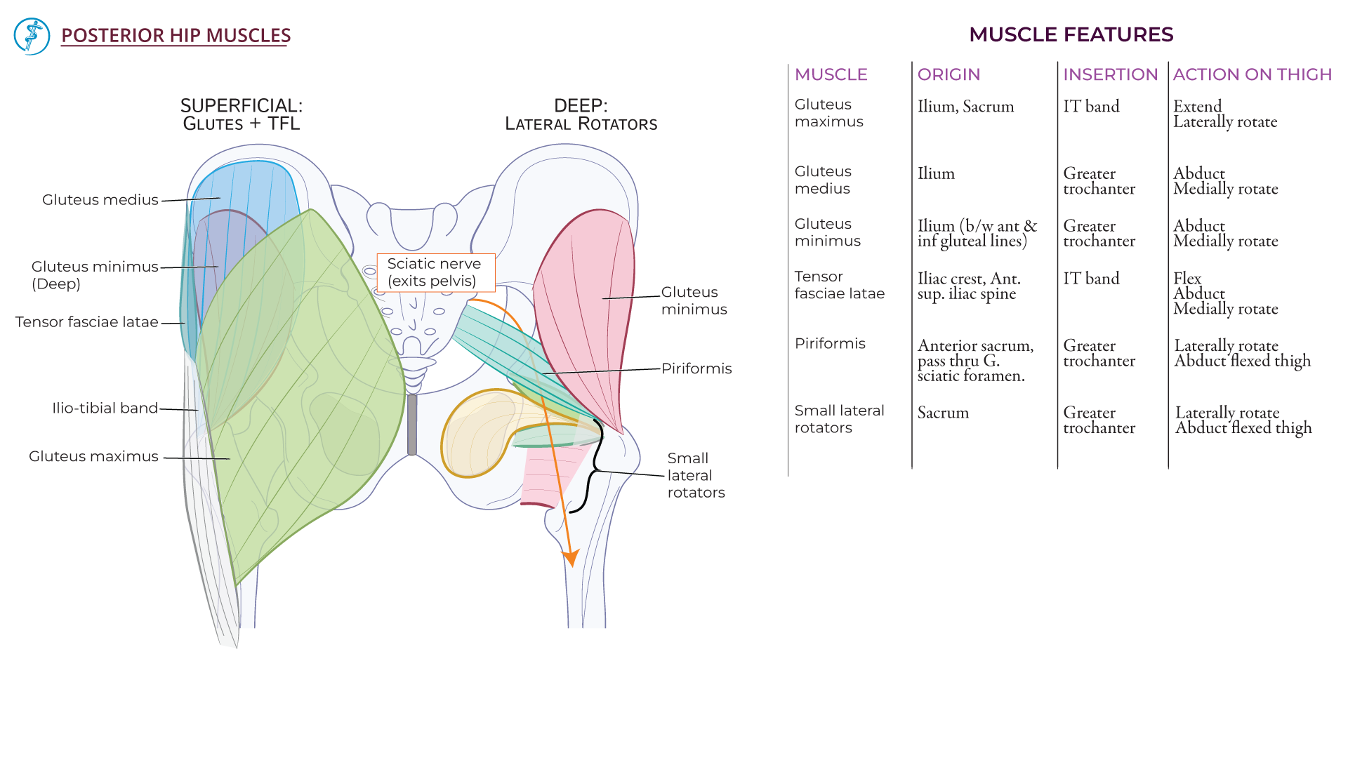 Anatomy & Physiology Fundamentals for Nursing: Posterior Hip Muscles ...
