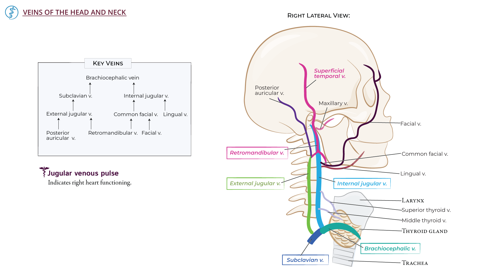 Advanced Anatomy & Physiology: Veins of the Head and Neck (Essentials ...