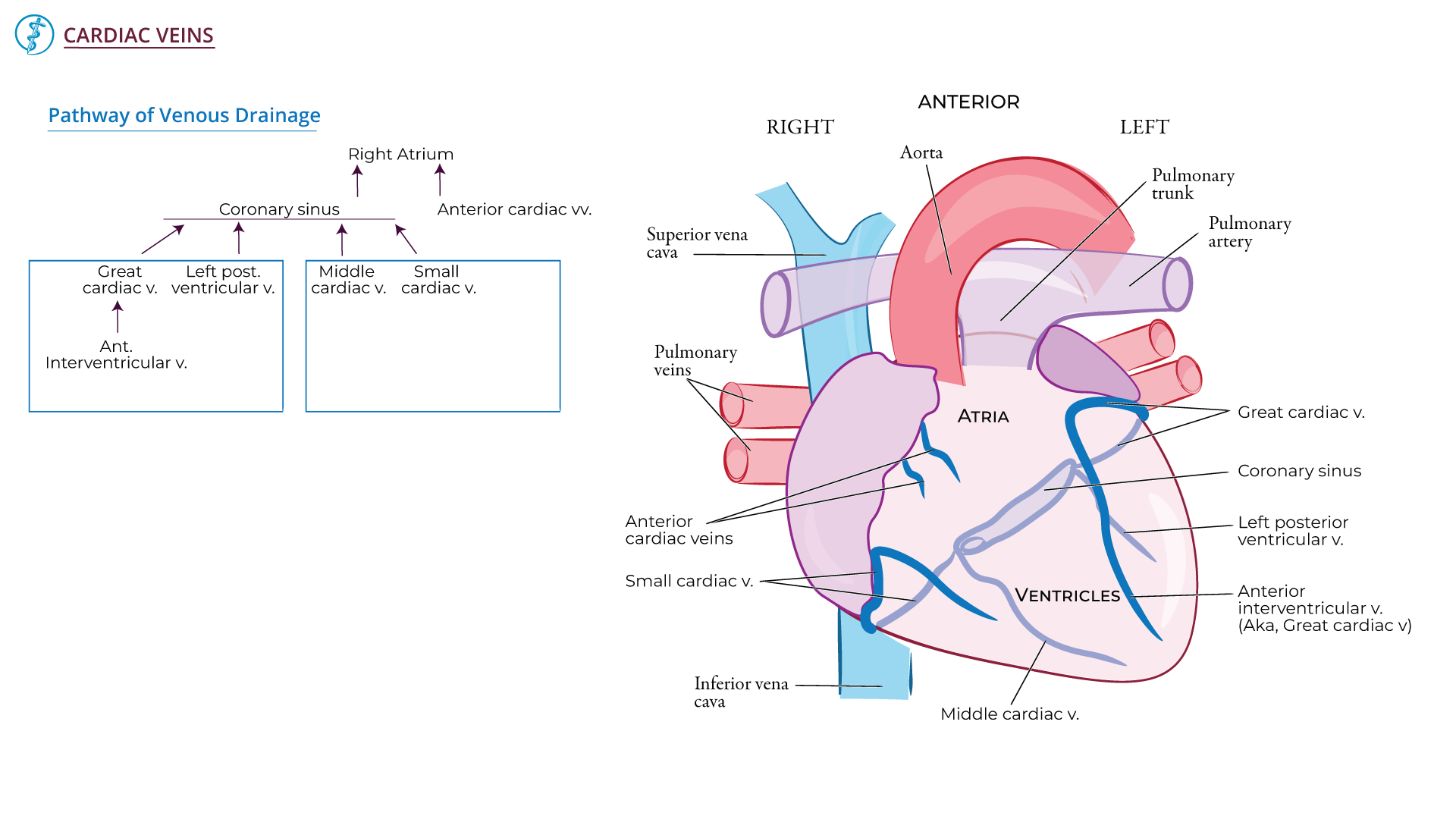 Advanced Anatomy & Physiology: Cardiac Veins - Essentials | ditki ...