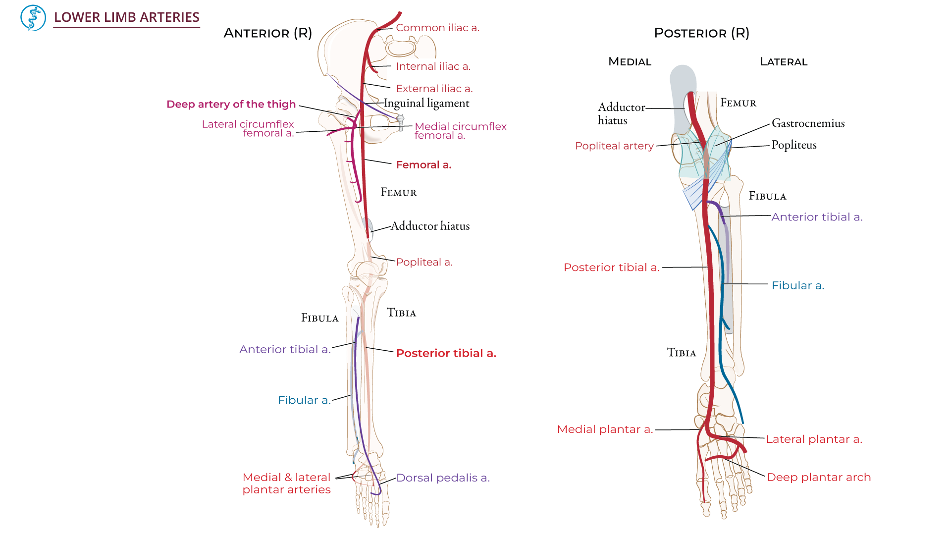 Advanced Anatomy & Physiology: Arteries of the Lower Extremity ...