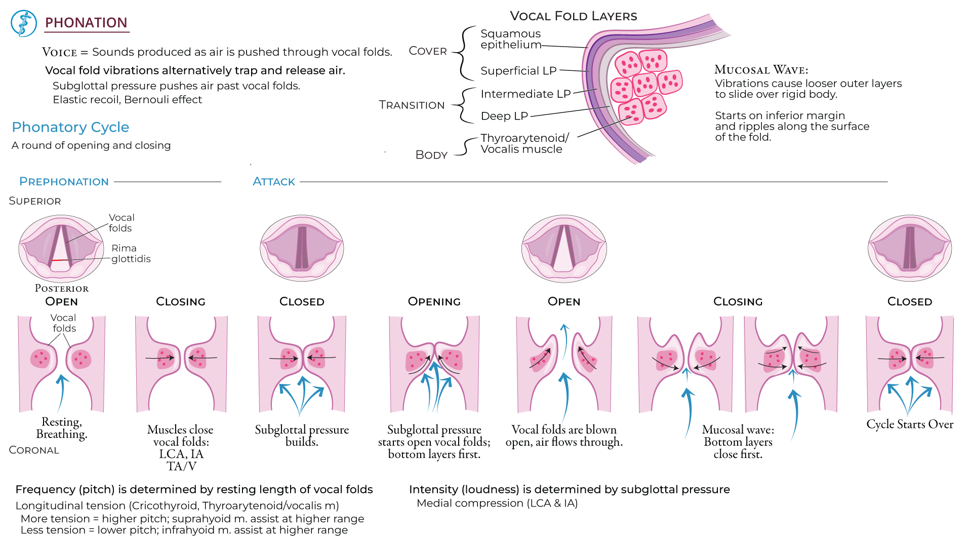 Gross Anatomy: Phonation | ditki medical & biological sciences