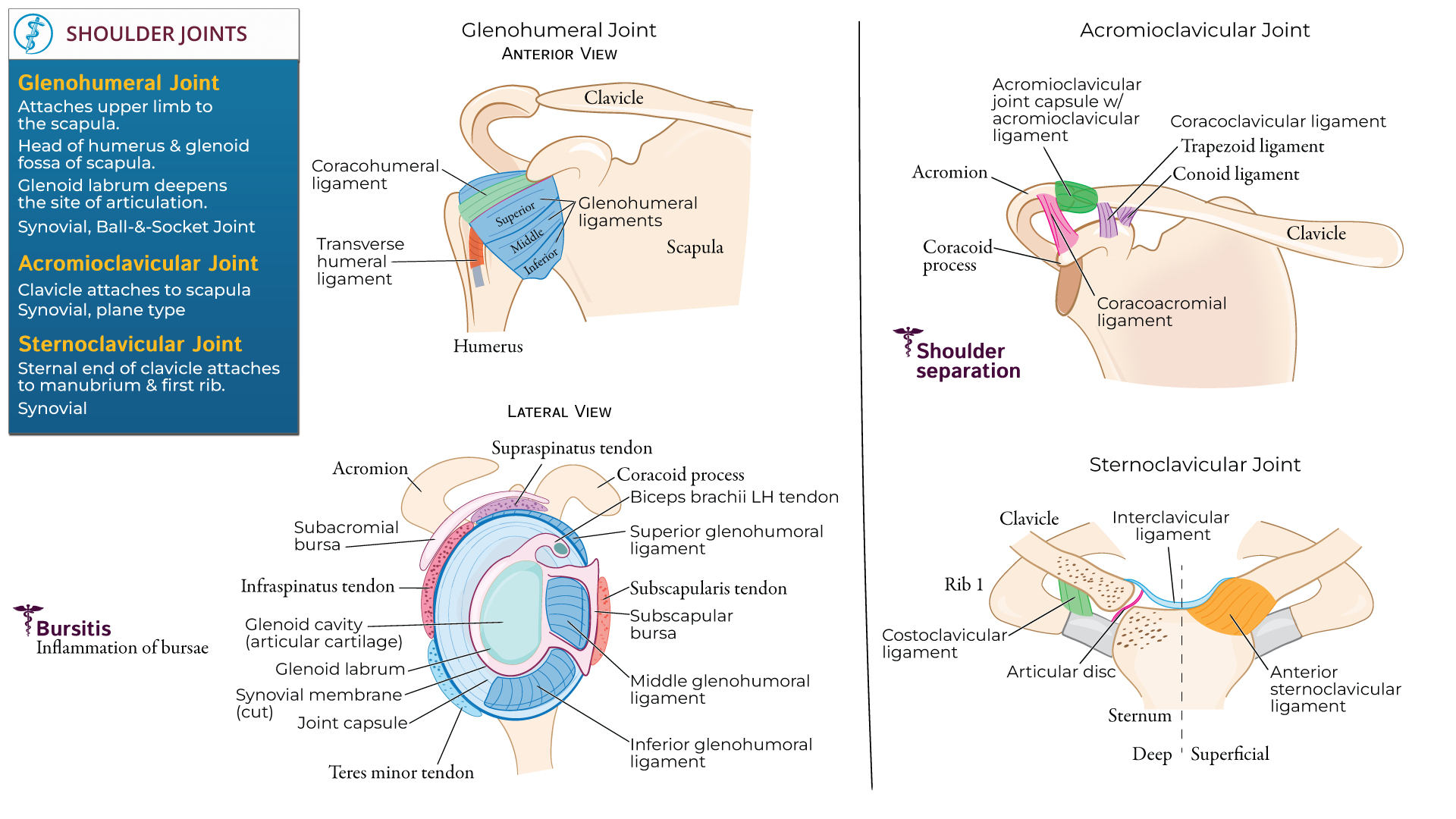 Gross Anatomy: Shoulder Joint | ditki medical & biological sciences