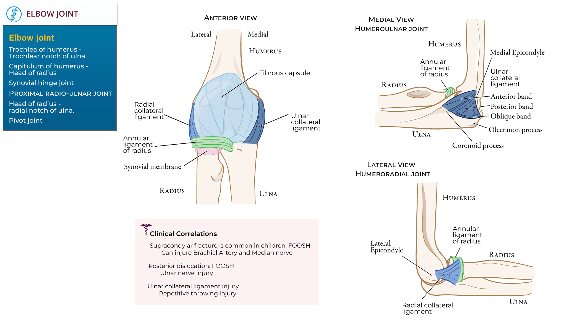Gross Anatomy: Elbow Joint | ditki medical & biological sciences