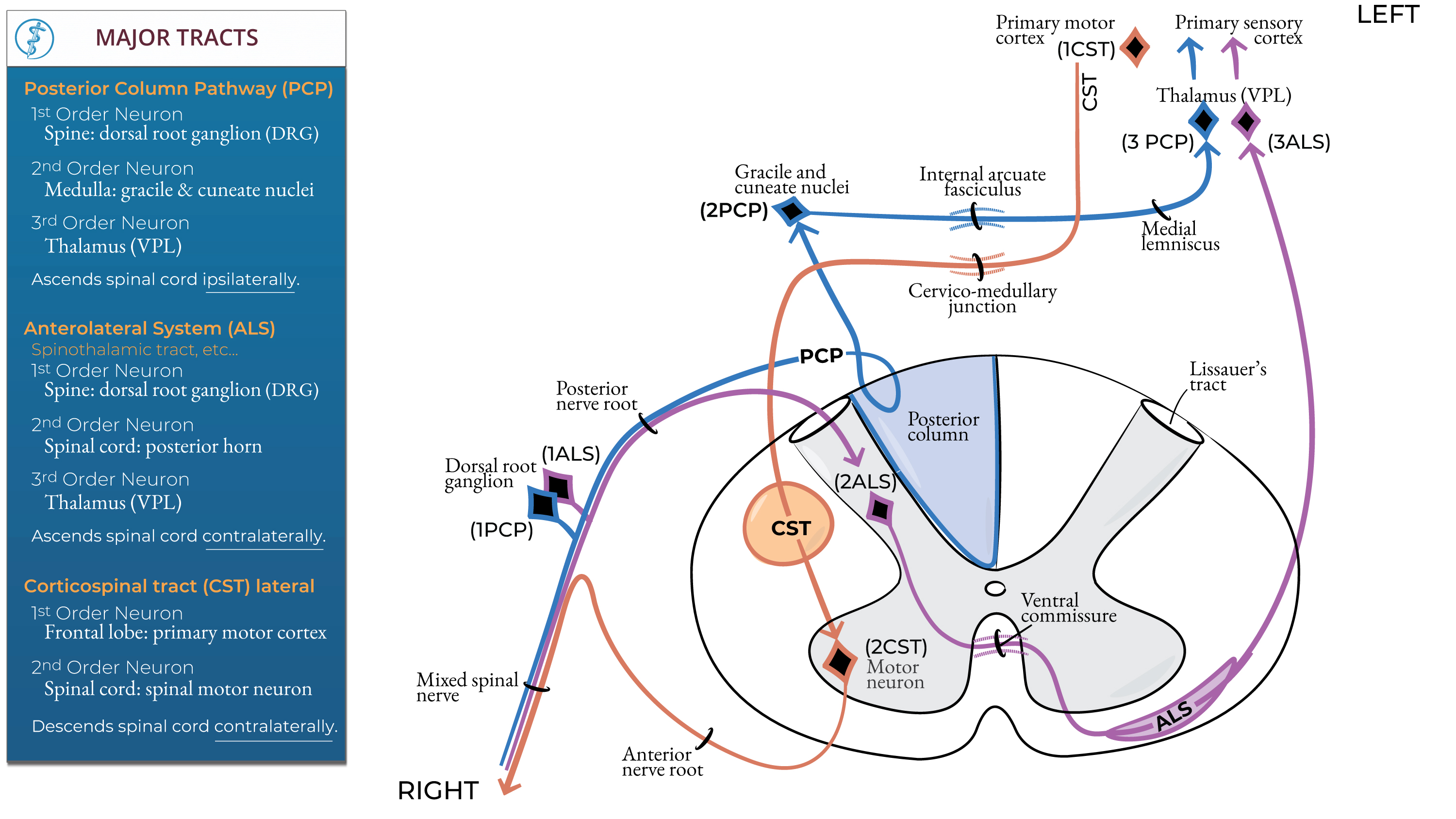 Advanced Anatomy & Physiology: Major Tracts | ditki medical ...
