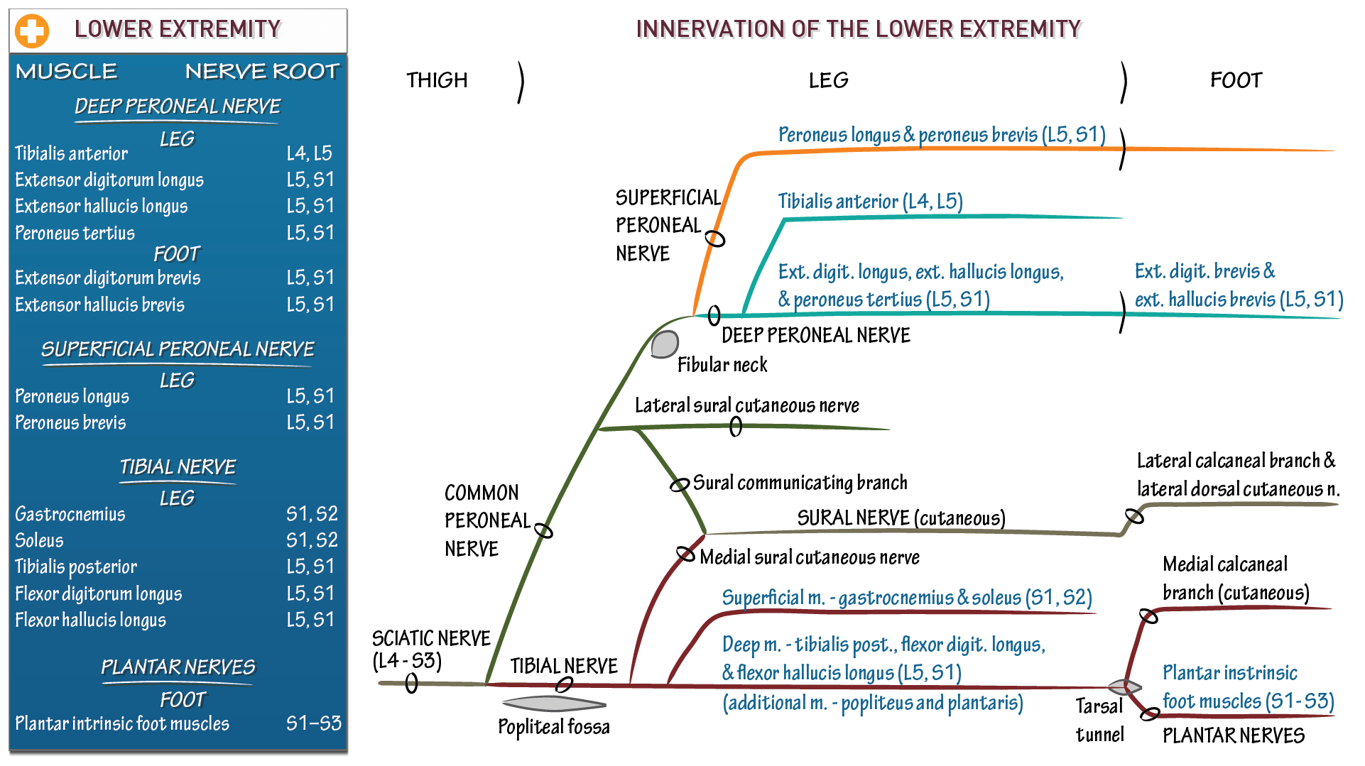 Gross Anatomy: Leg & Foot | ditki medical & biological sciences