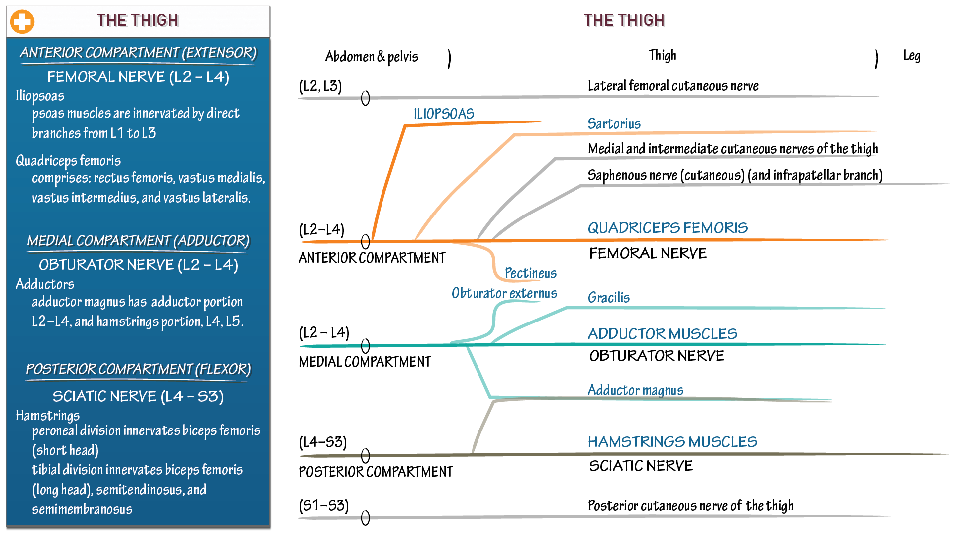 Neuroanatomy: Thigh | ditki medical & biological sciences